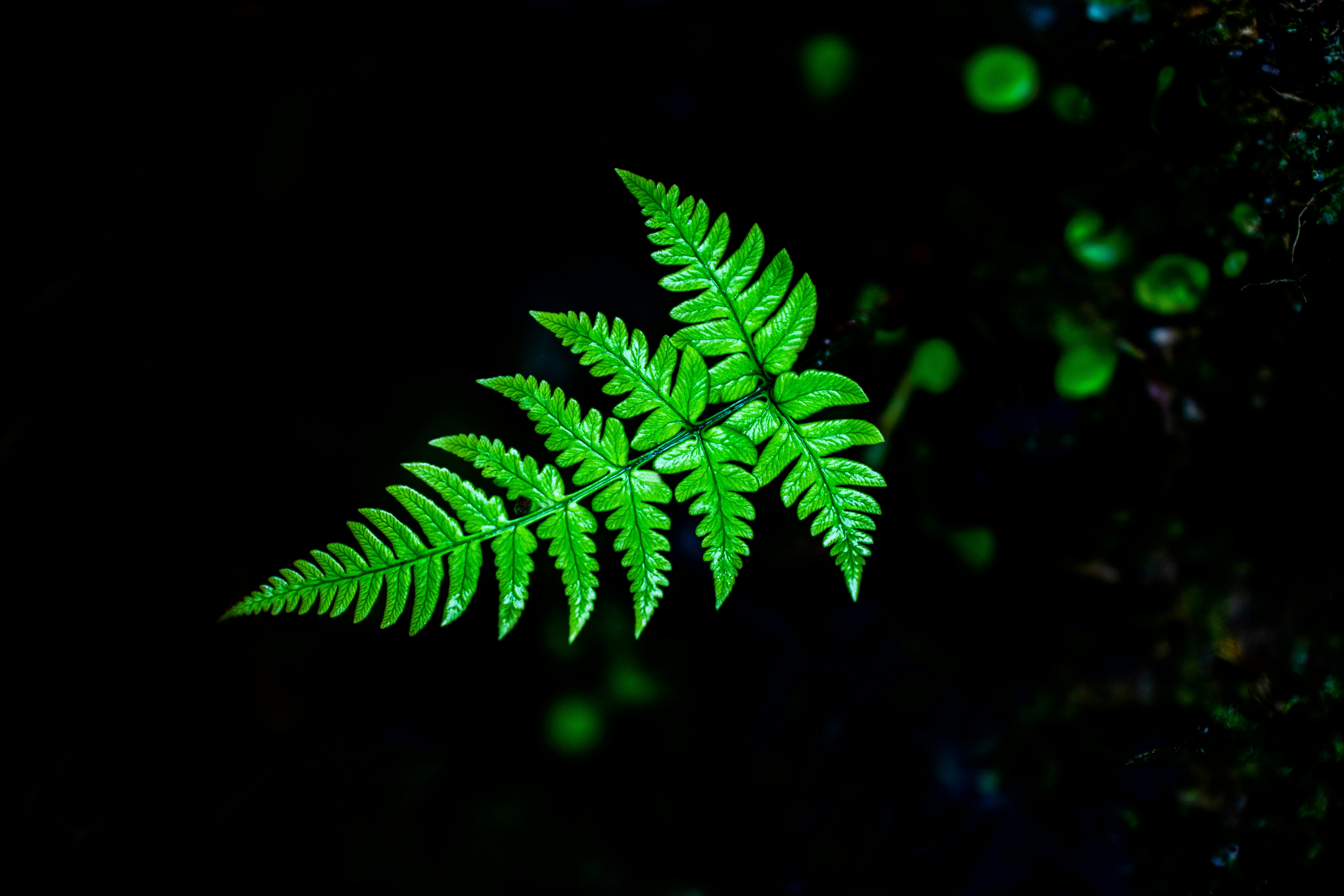 Lone Fern Frond Illuminates the Velvet Darkness