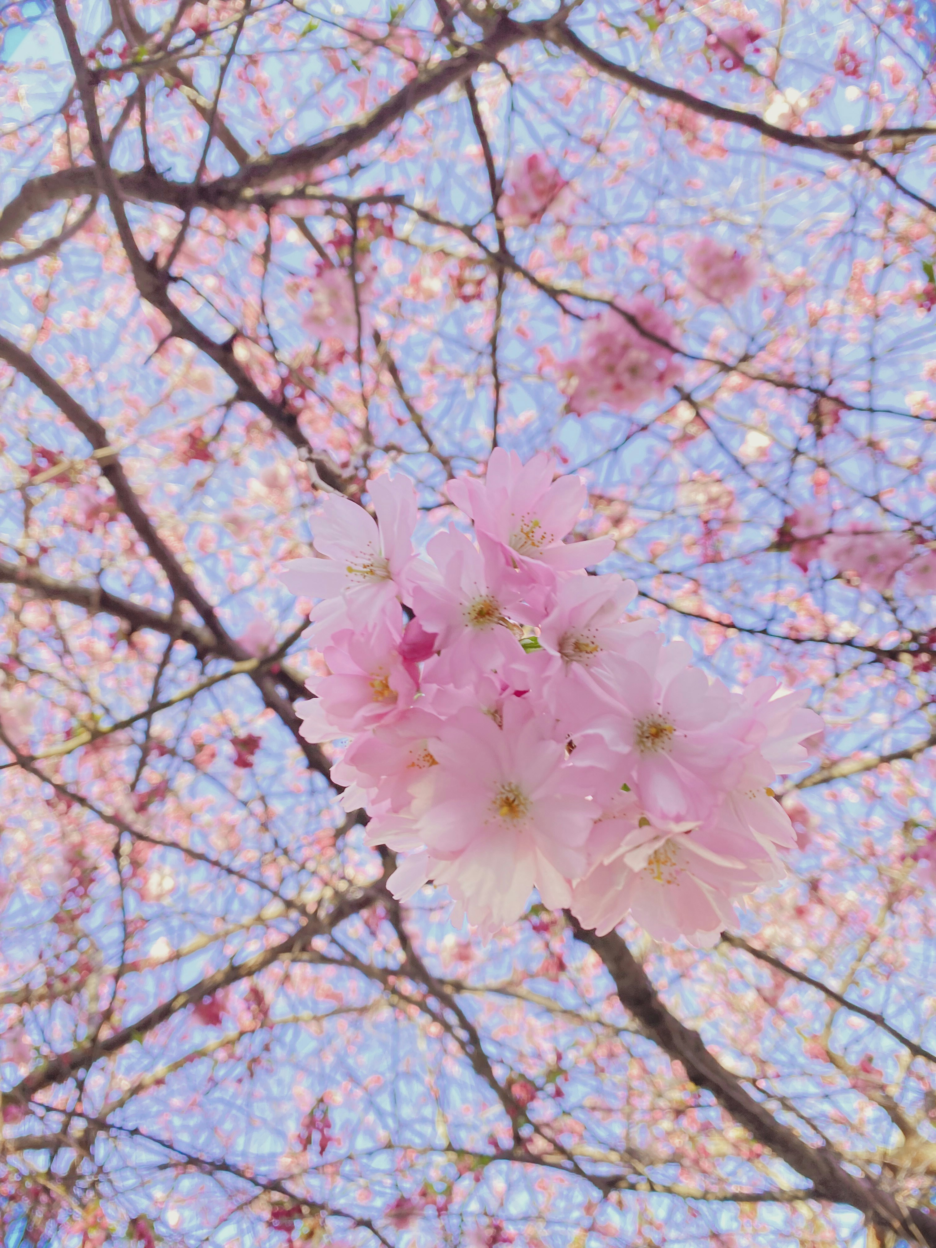 Blossom Core: A Heart of Pink Amid a Spring Sky