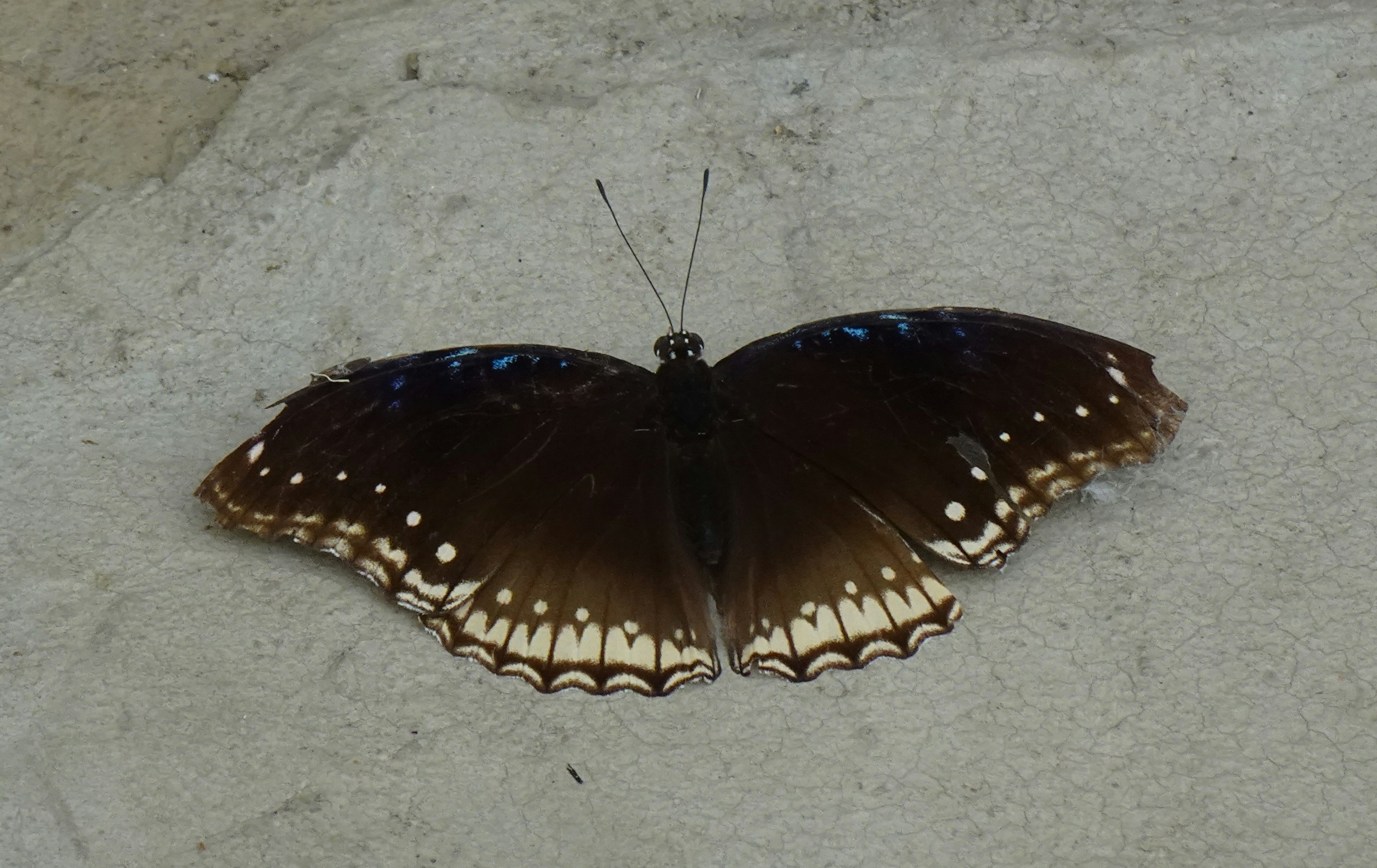 Mid-Flight Majesty: A Brown Swallowtail on Rough Concrete