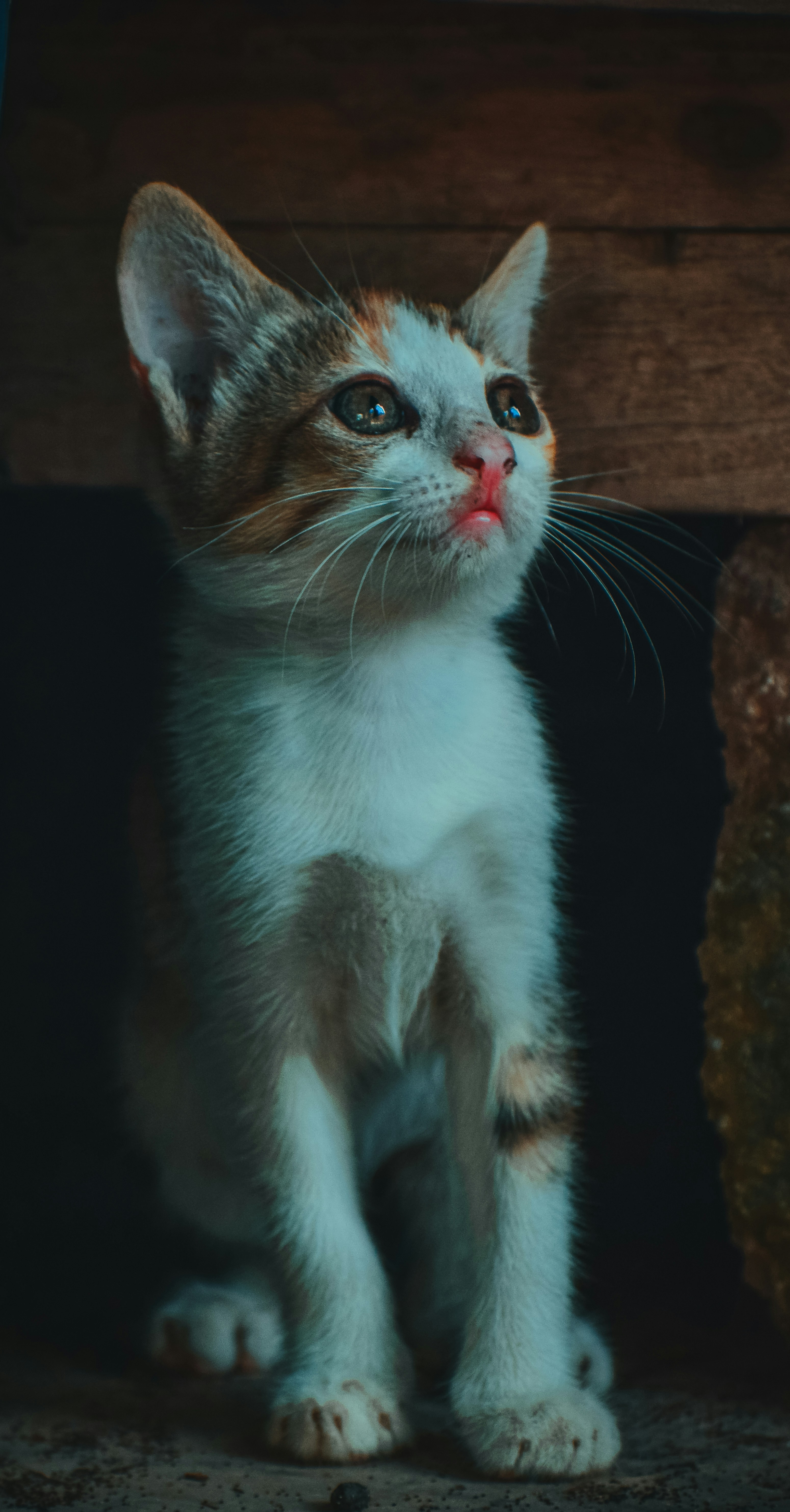 A young cat gazing thoughtfully, its fur illuminated softly against a dark background, capturing a moment of innocence and curiosity.