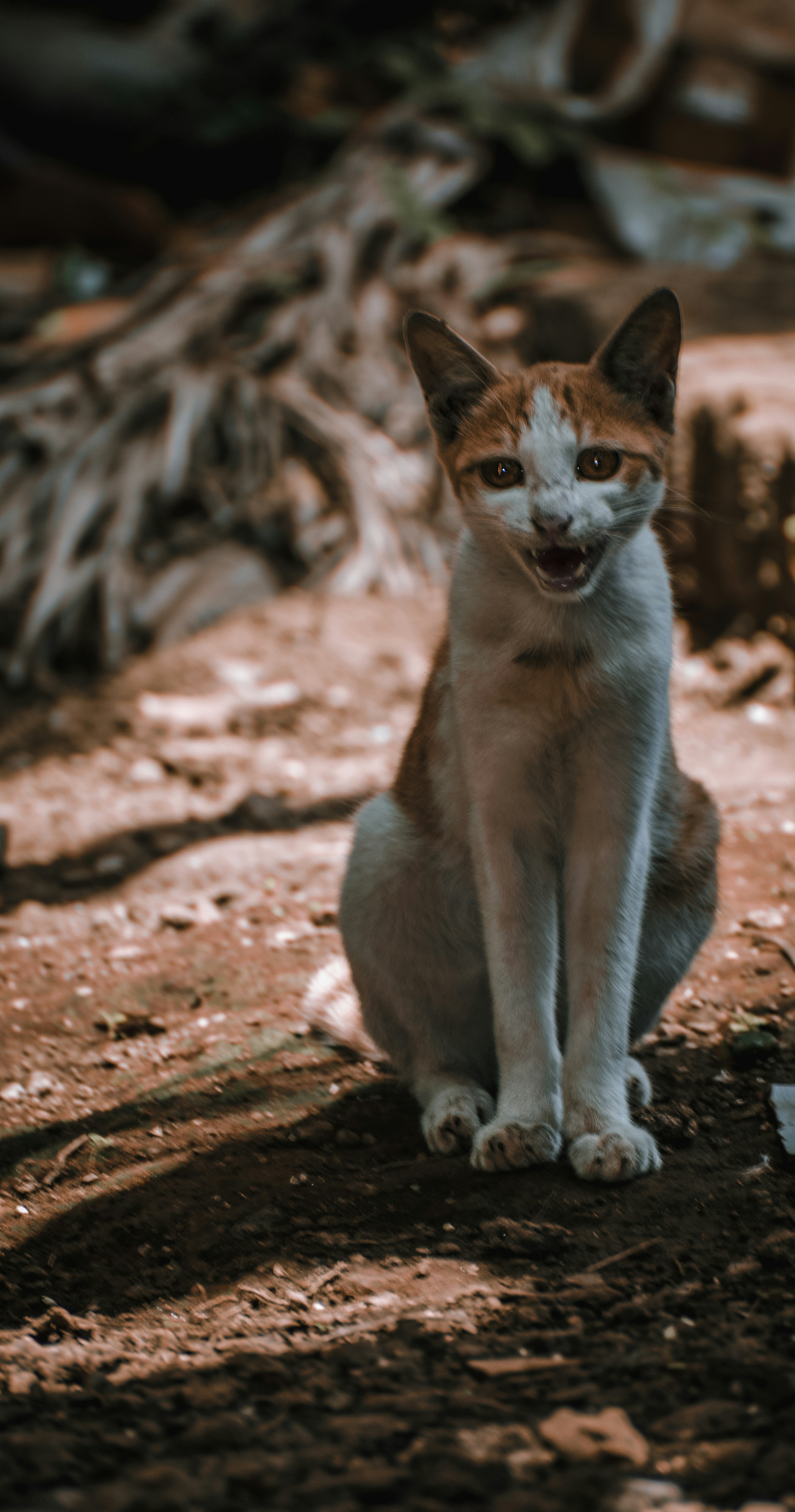 Whiskers in Dappled Light: A Curious Cat on Warm Earth