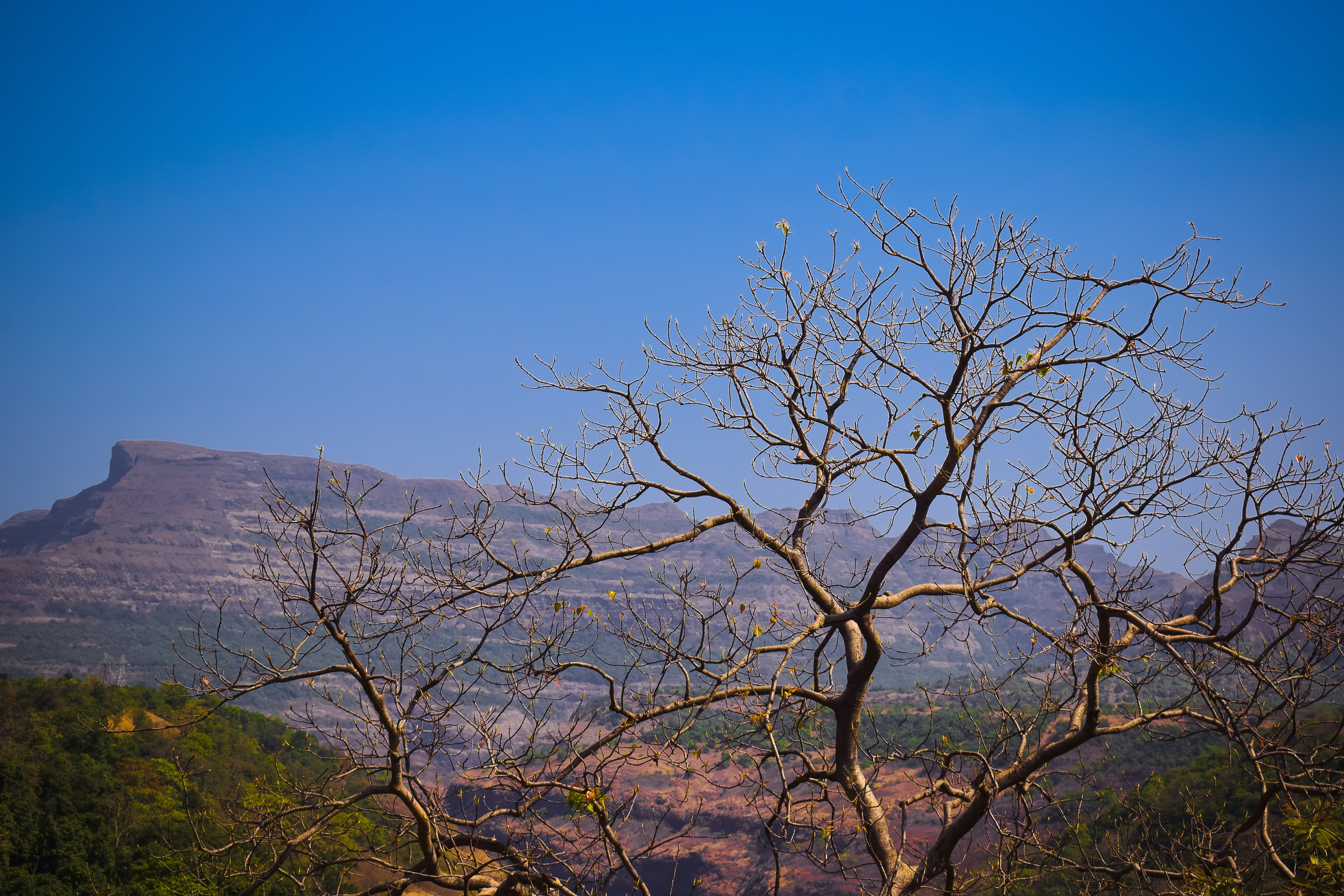 Gnarled Sentinel Over Desert Mesas Beneath a Clear Cobalt Sky