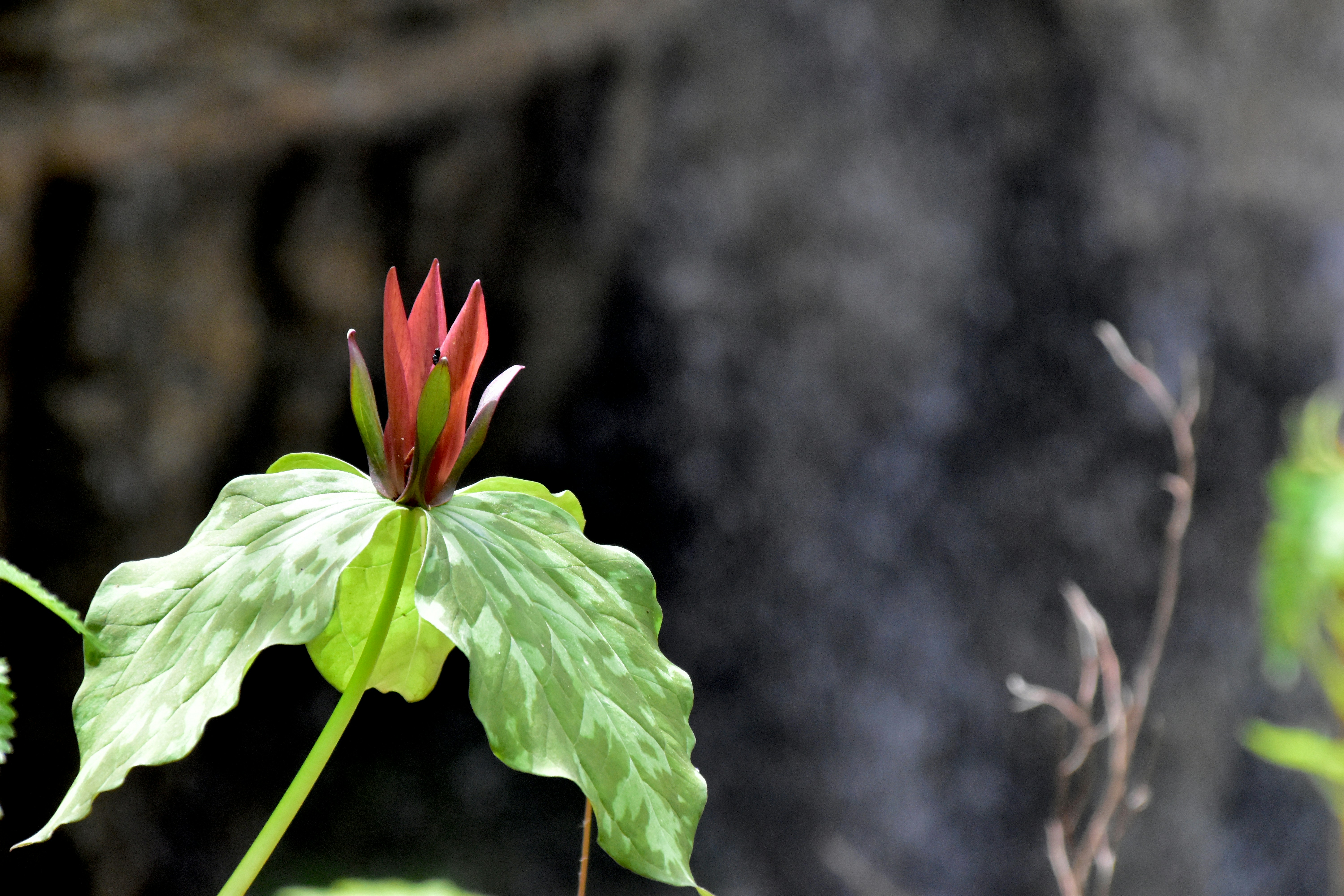 Crimson Bract and Variegated Leaf: a Quiet Macro Moment