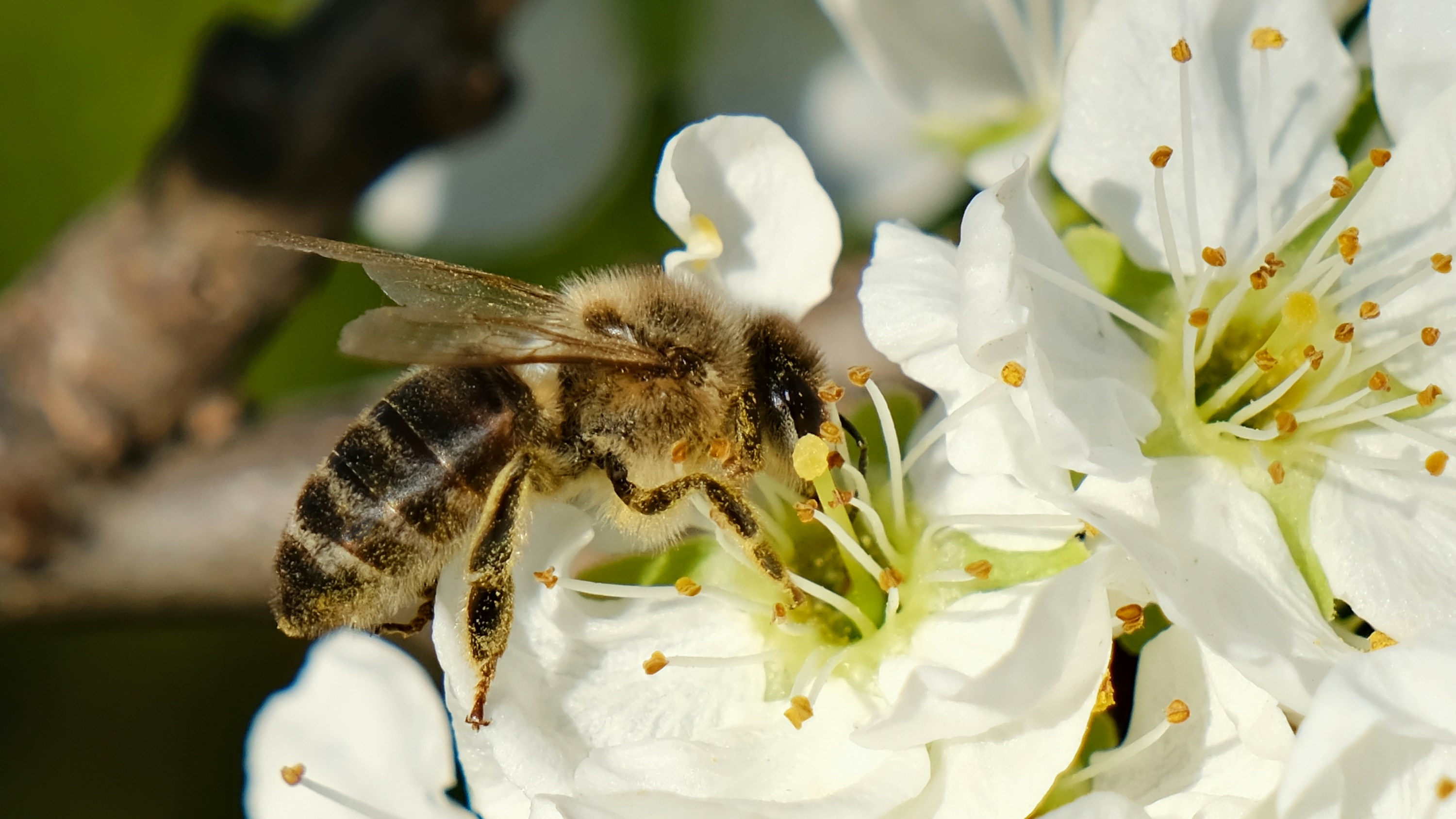 Honeybee on White Blossoms: a Micro Portrait in Petal Light