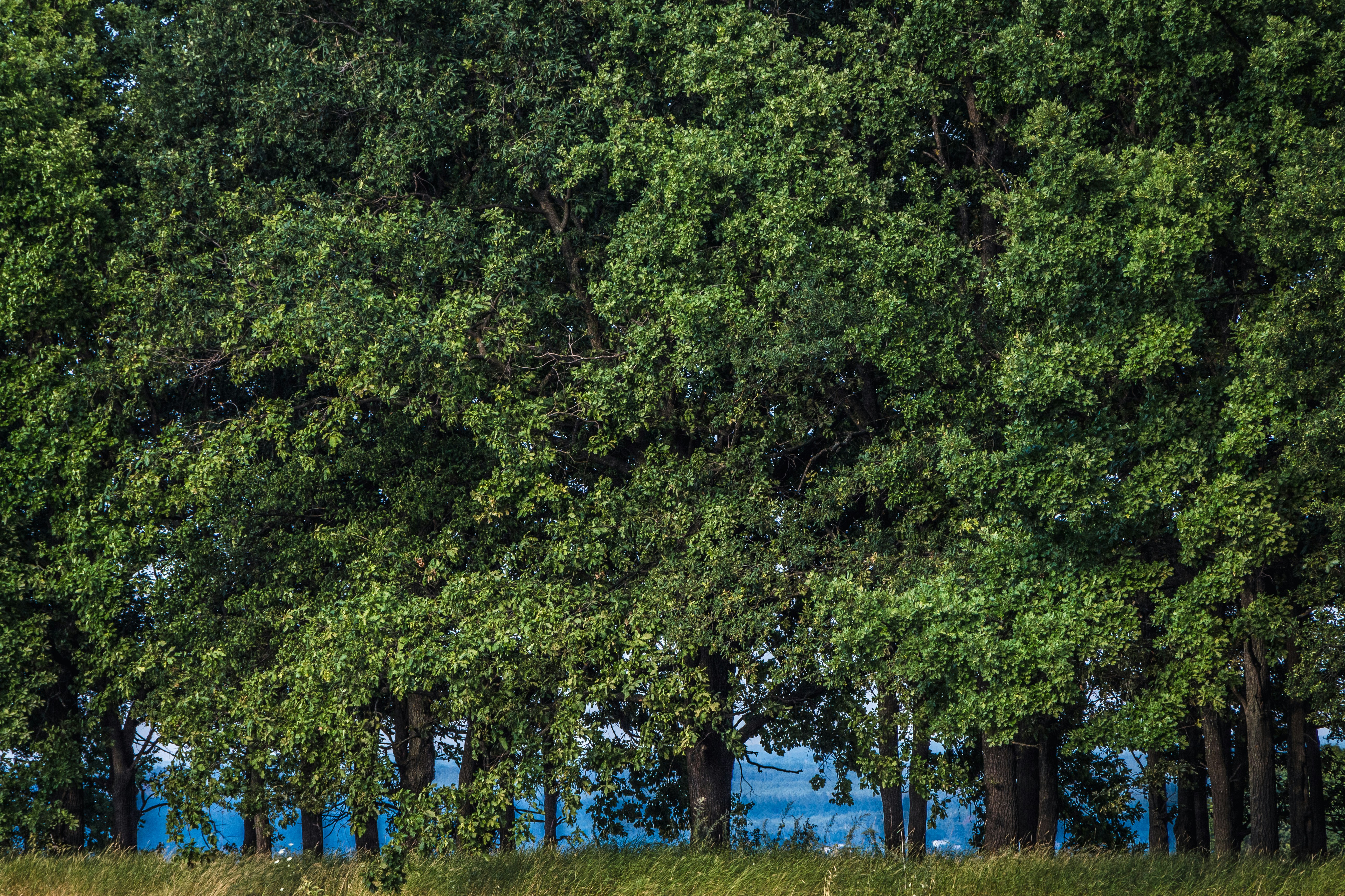 Un groupe d’arbres photo – Photo Vert Gratuite sur Unsplash