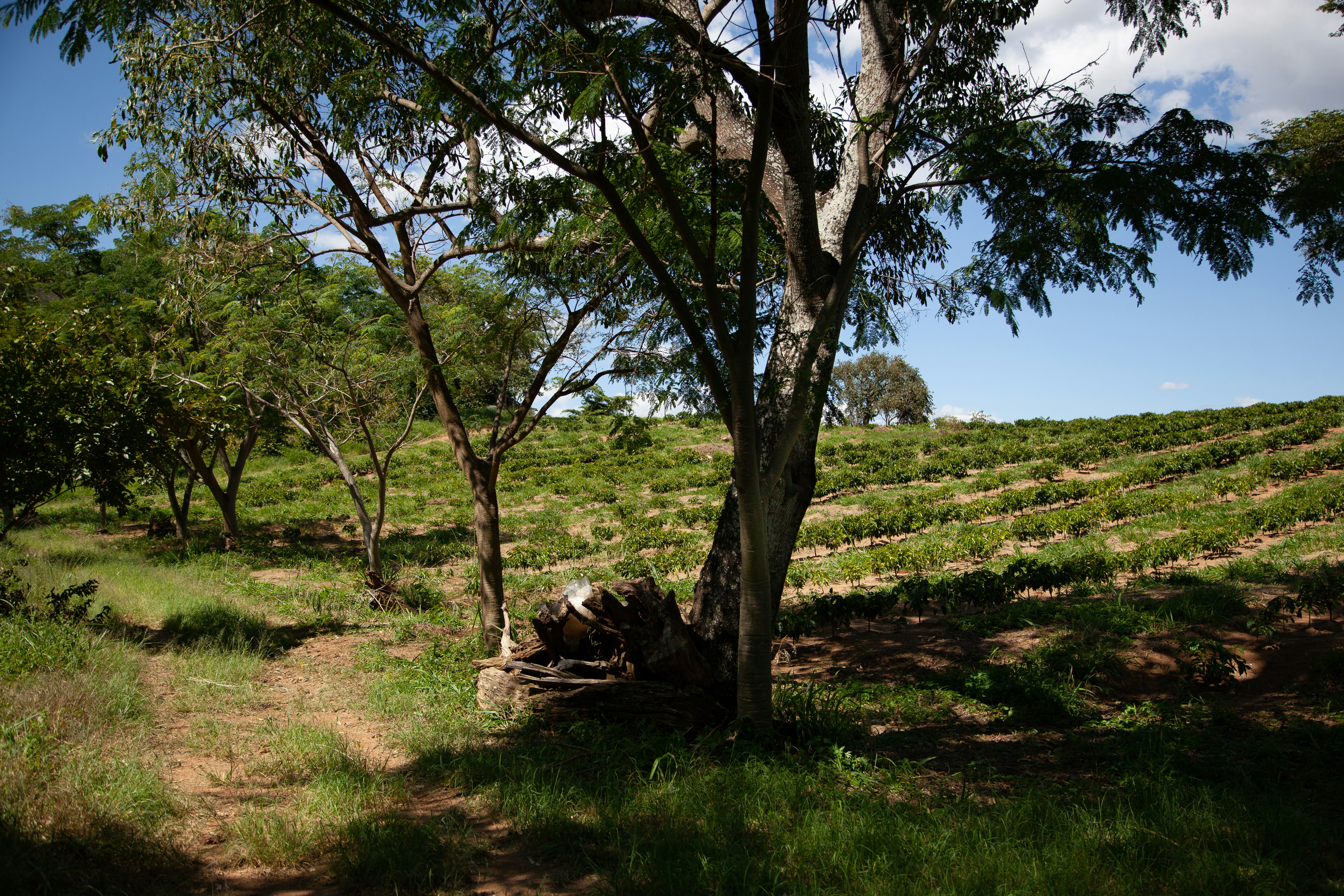 Lush vineyard terraces framed by trees under a clear blue sky, showcasing the harmony between nature and agriculture.