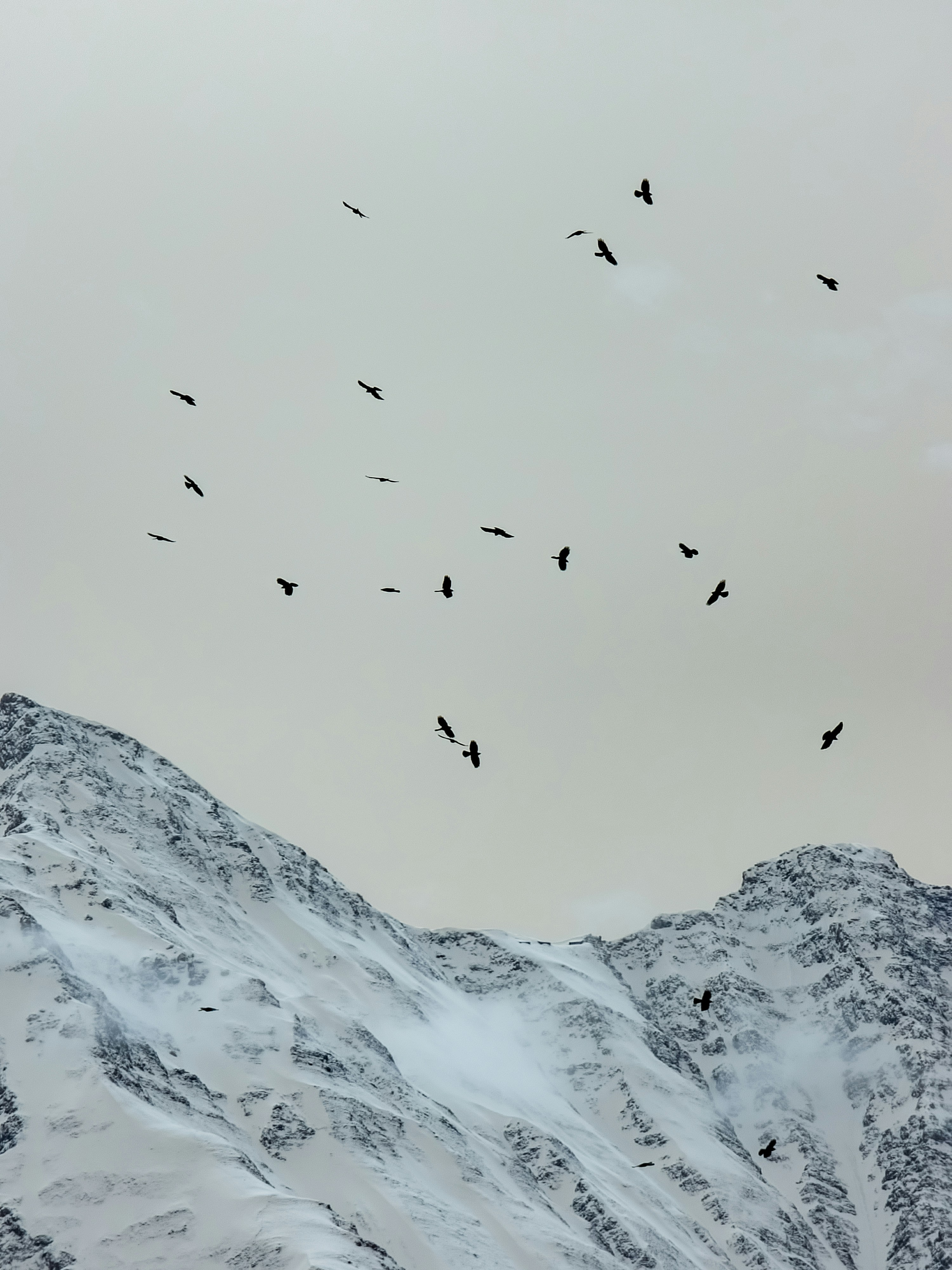 Birds flying over the swiss alps.