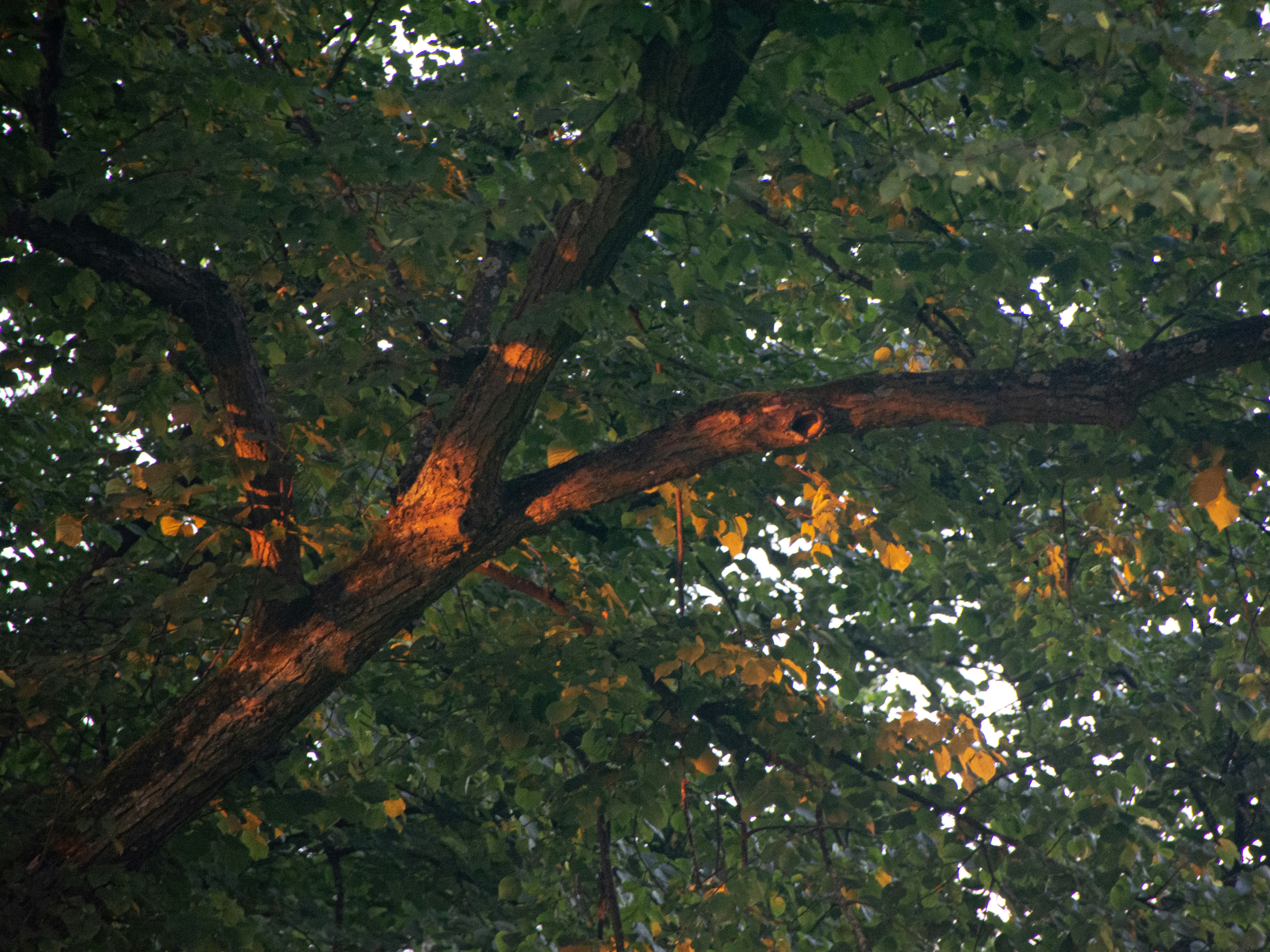 A big tree being nicely lit by the setting sun.