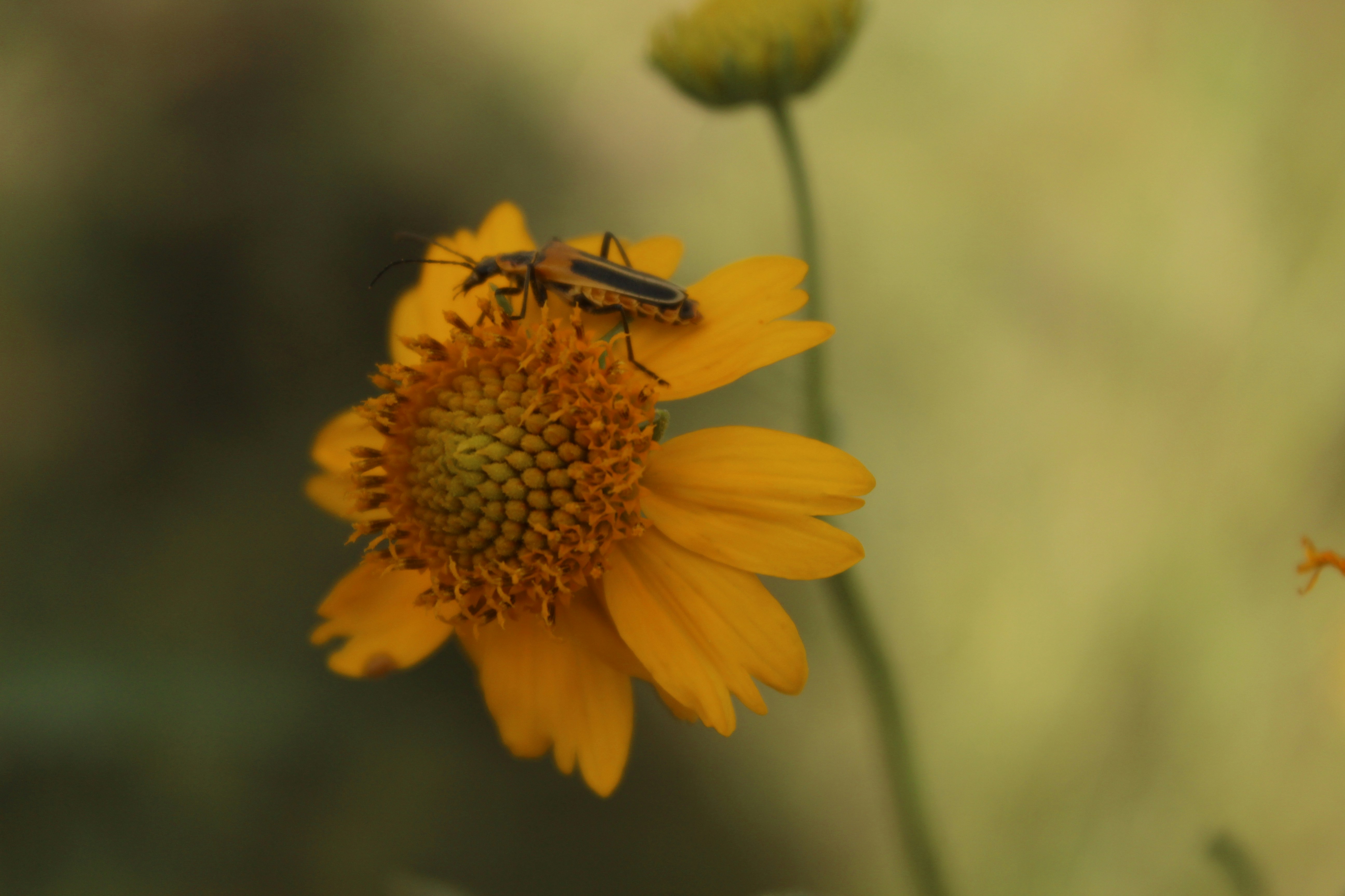 Close-up of a yellow flower with a beetle perched on its center, showcasing the intricate details of both the bloom and the insect. 