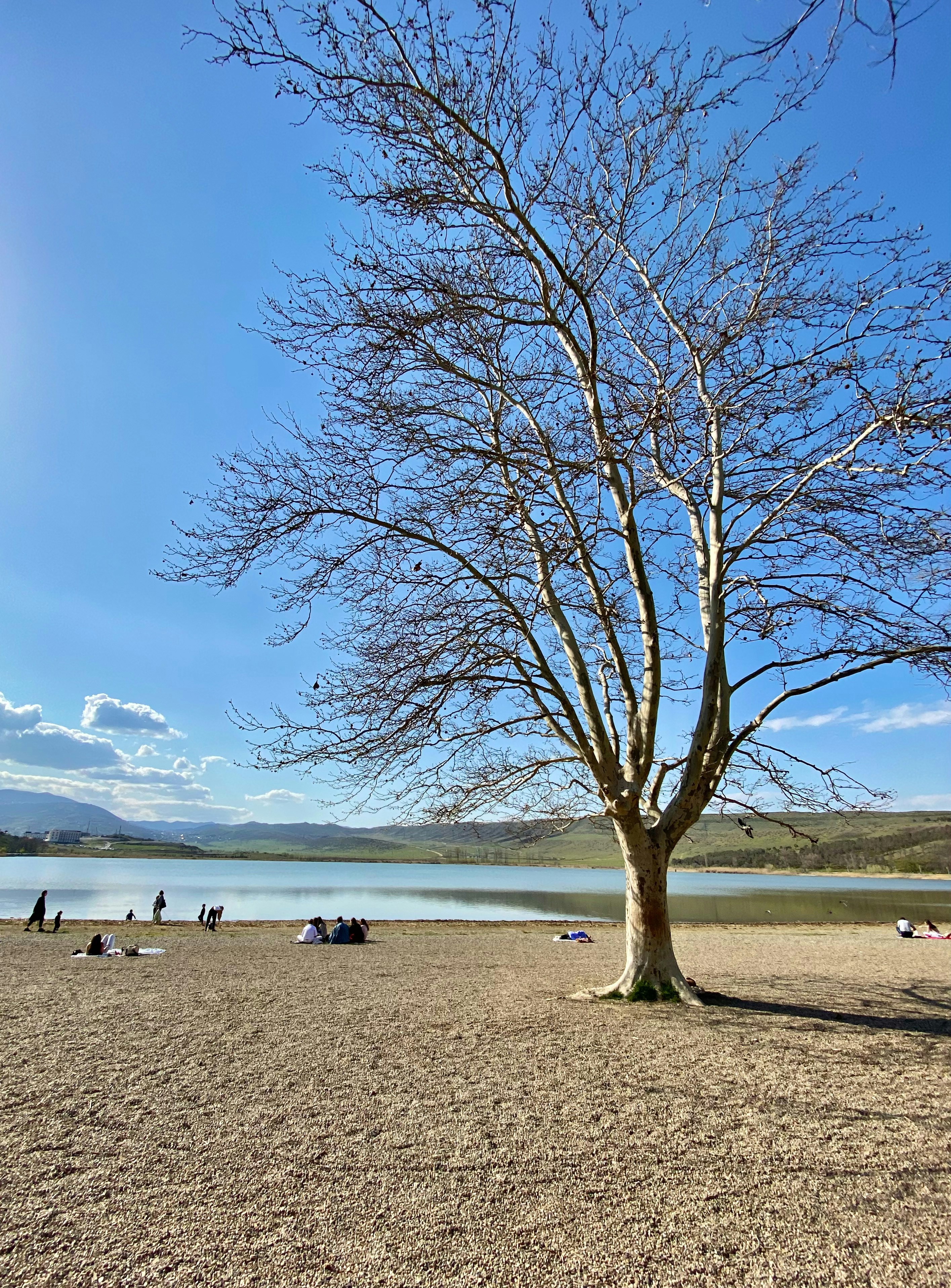 Lone Bare Tree Framing a Serene Lakeside Afternoon