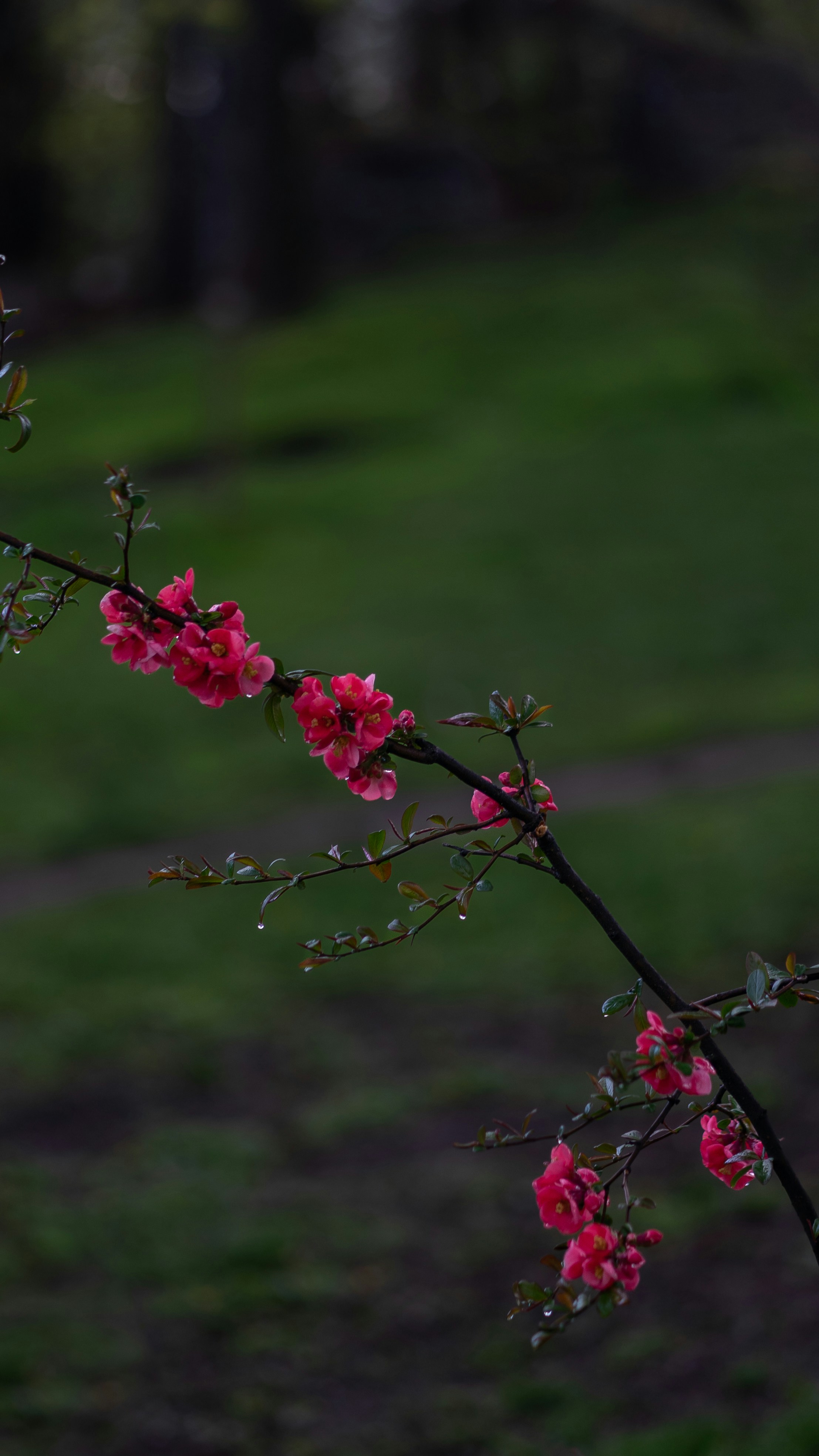 Crimson blossoms tracing a slender branch through moody greens