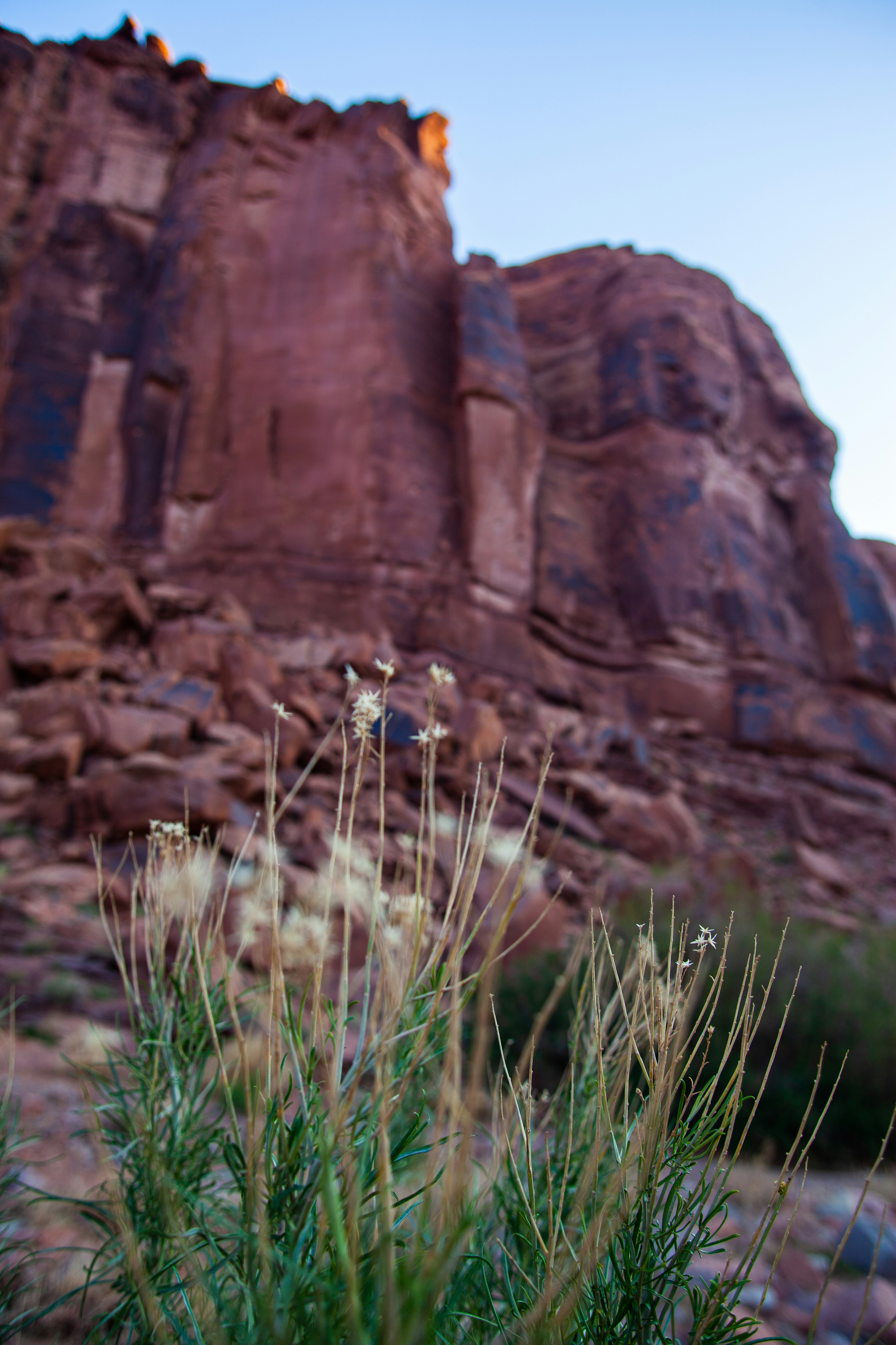 Delicate wildflowers foreground a towering red rock formation under a clear sky. The scene captures the serene beauty of nature's resilience.