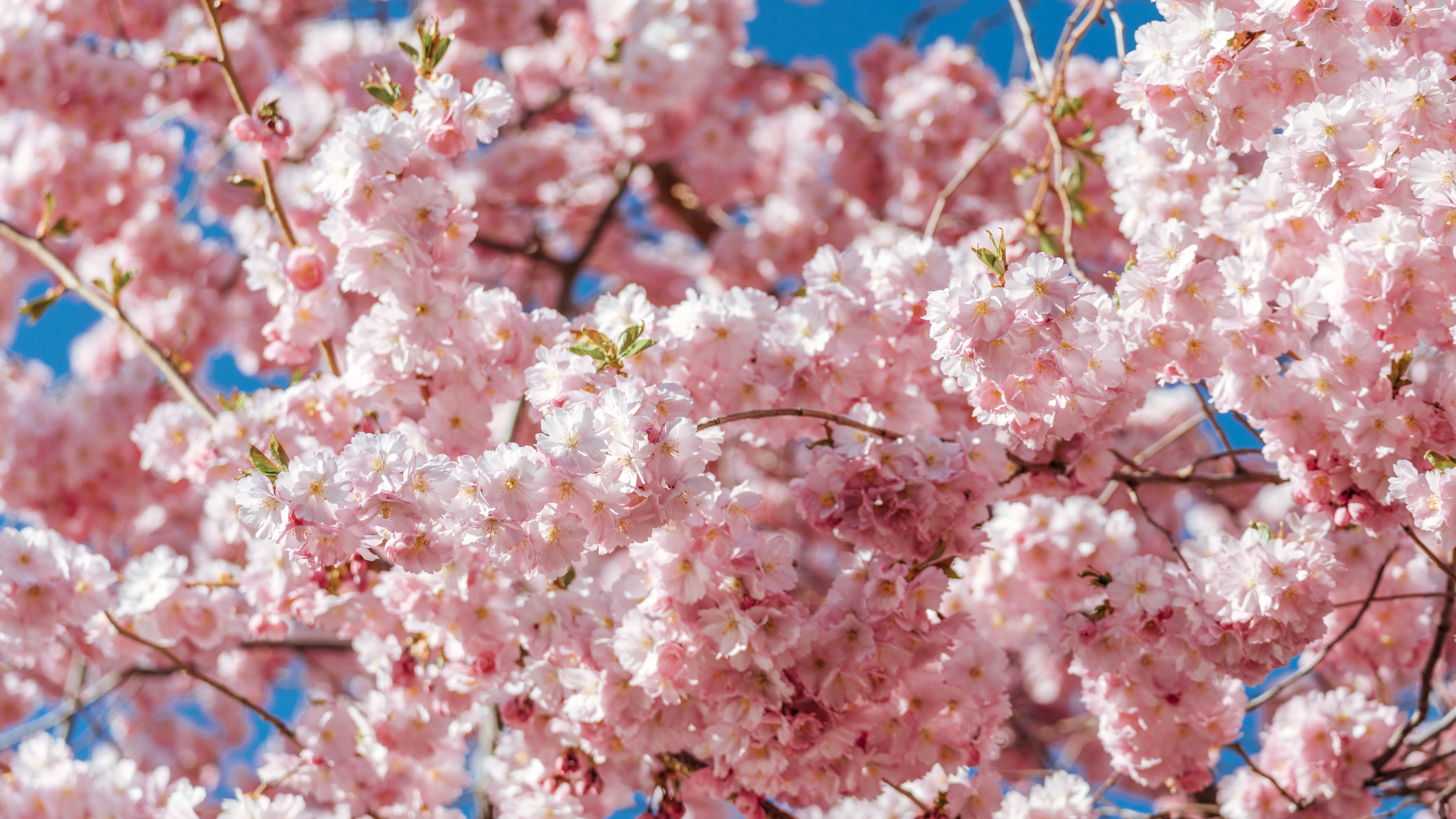 Delicate pink cherry blossoms bloom against a clear blue sky, showcasing nature's vibrant palette and the beauty of spring.