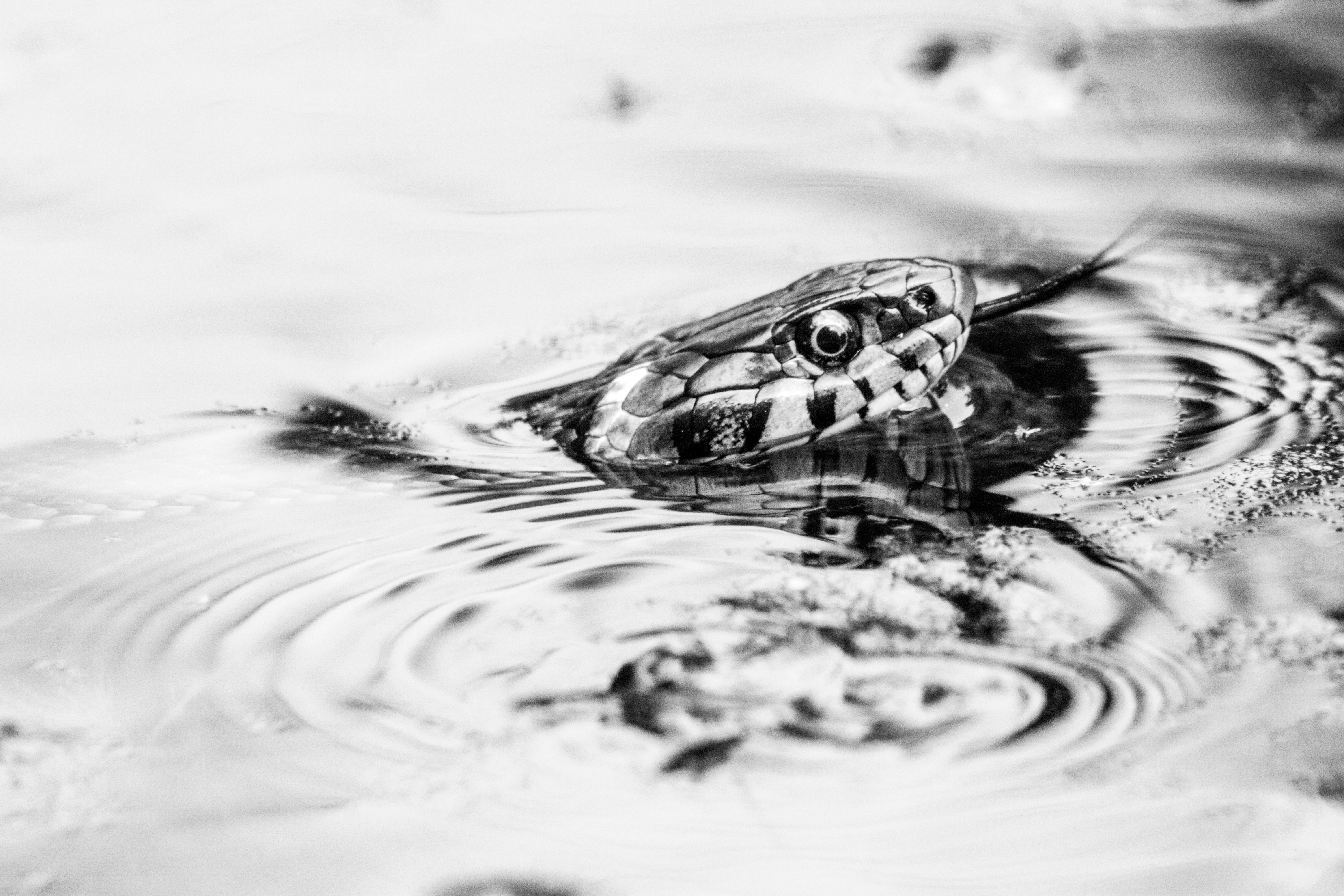 Hidden Cipher in Rippled Silence: Head of a Snake Emerges from the Water