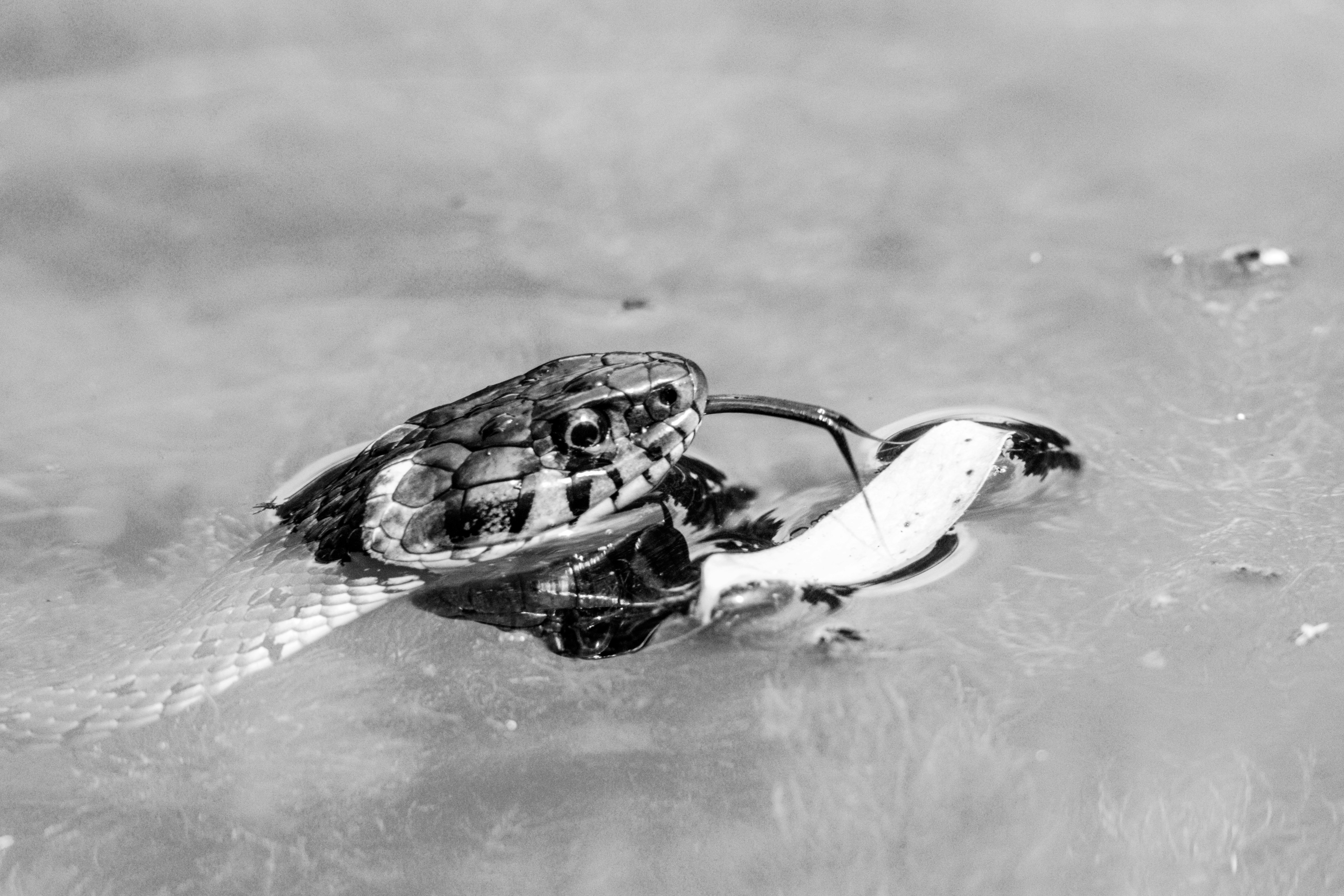 Razor’s Edge: A Cobra Confronts a Slender Arrow in Murky Water