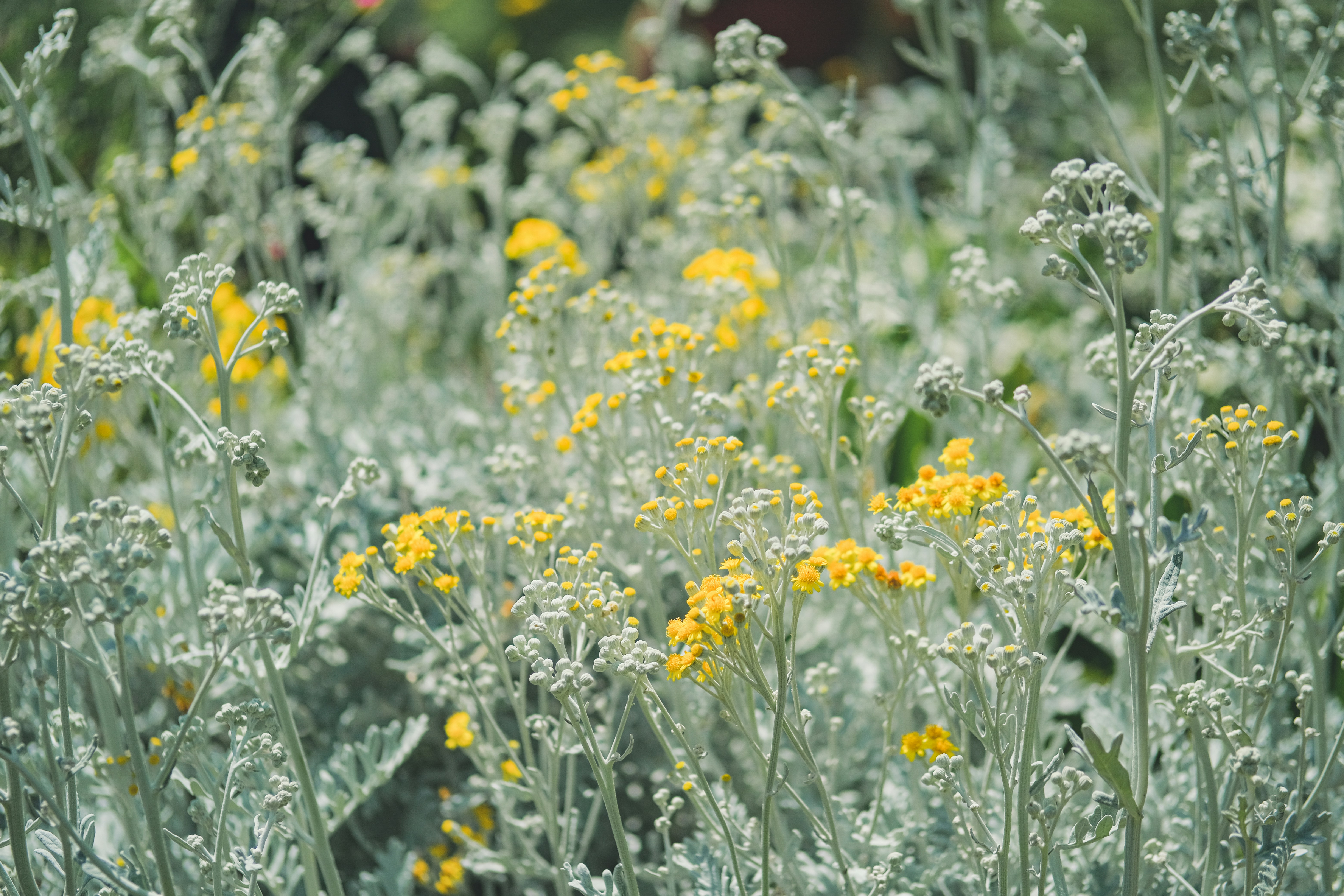 Sunlit Yellow: Delicate Wildflower Clusters in a Cool Meadow