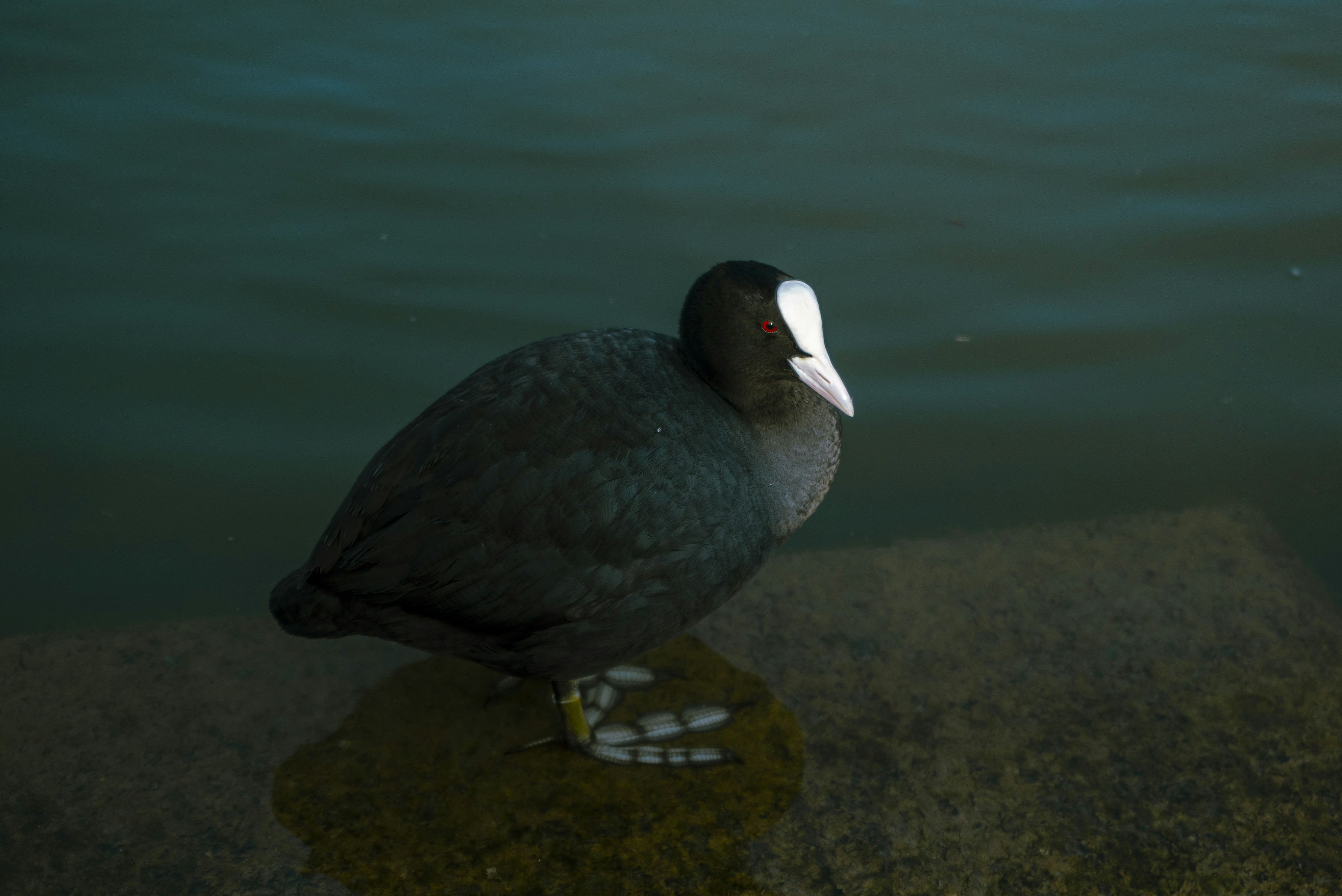 Photo by Francisco José Diego Acosta with Sony Alpha 7S