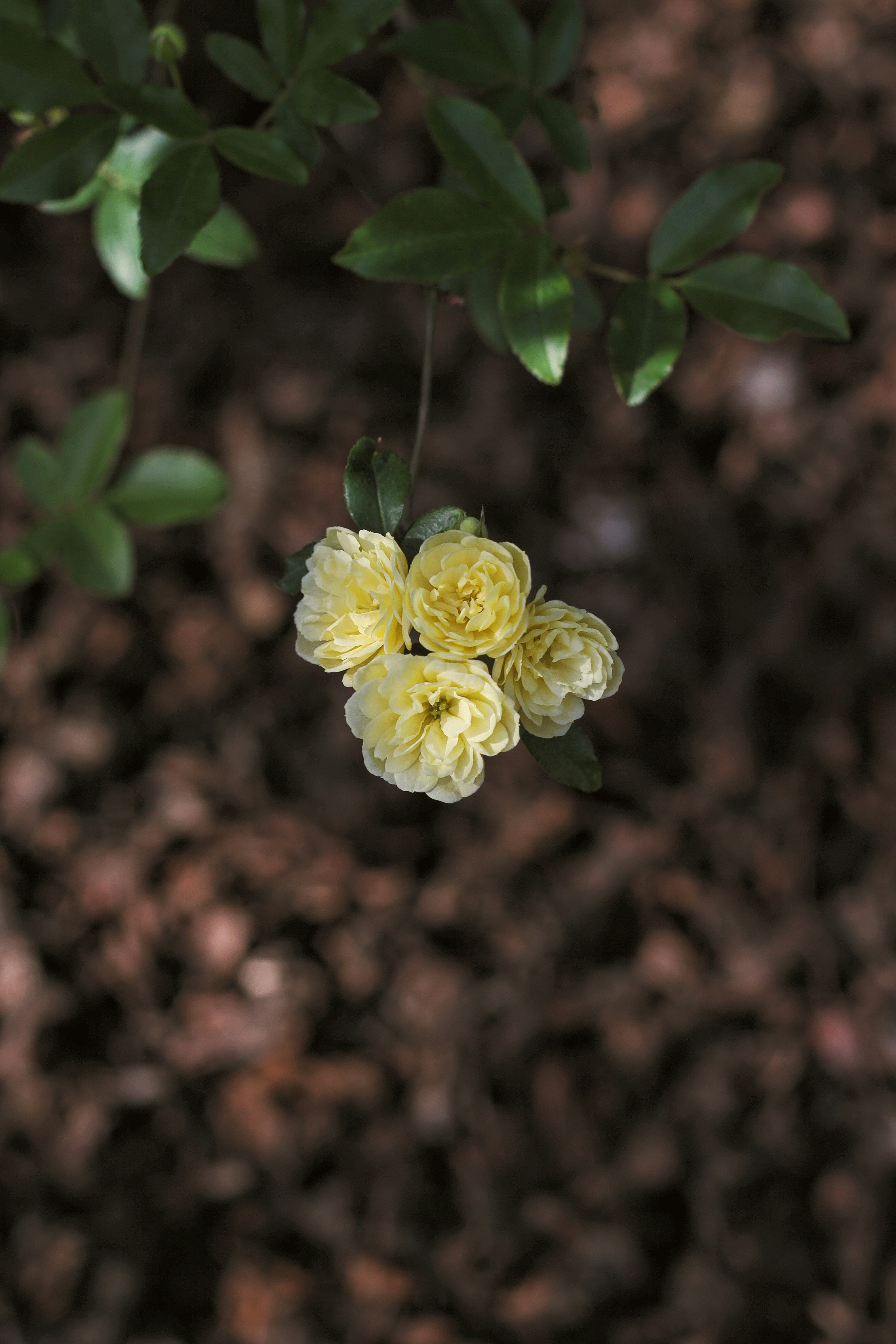 little ones