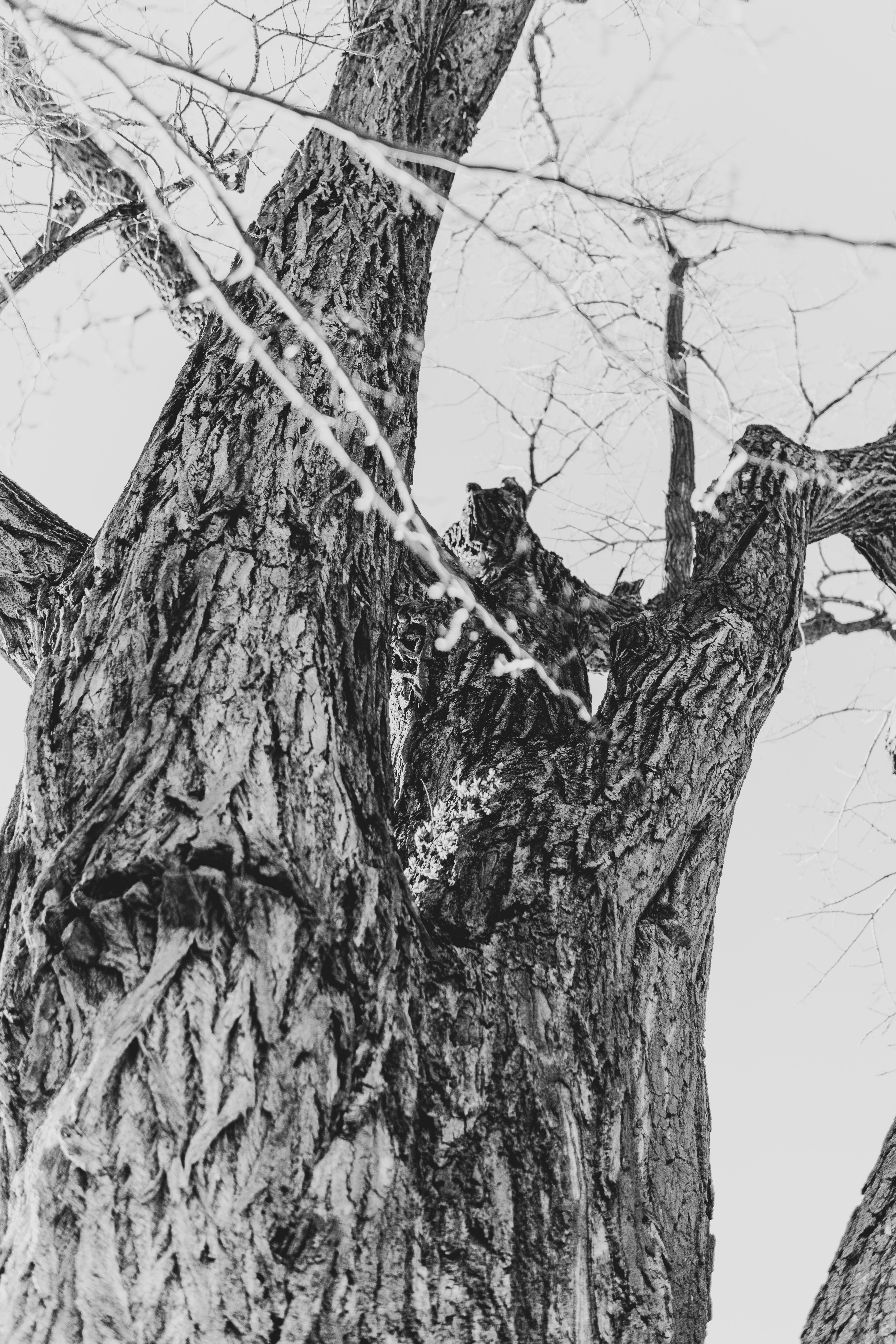 A dog in a tree photo – Free Grey Image on Unsplash