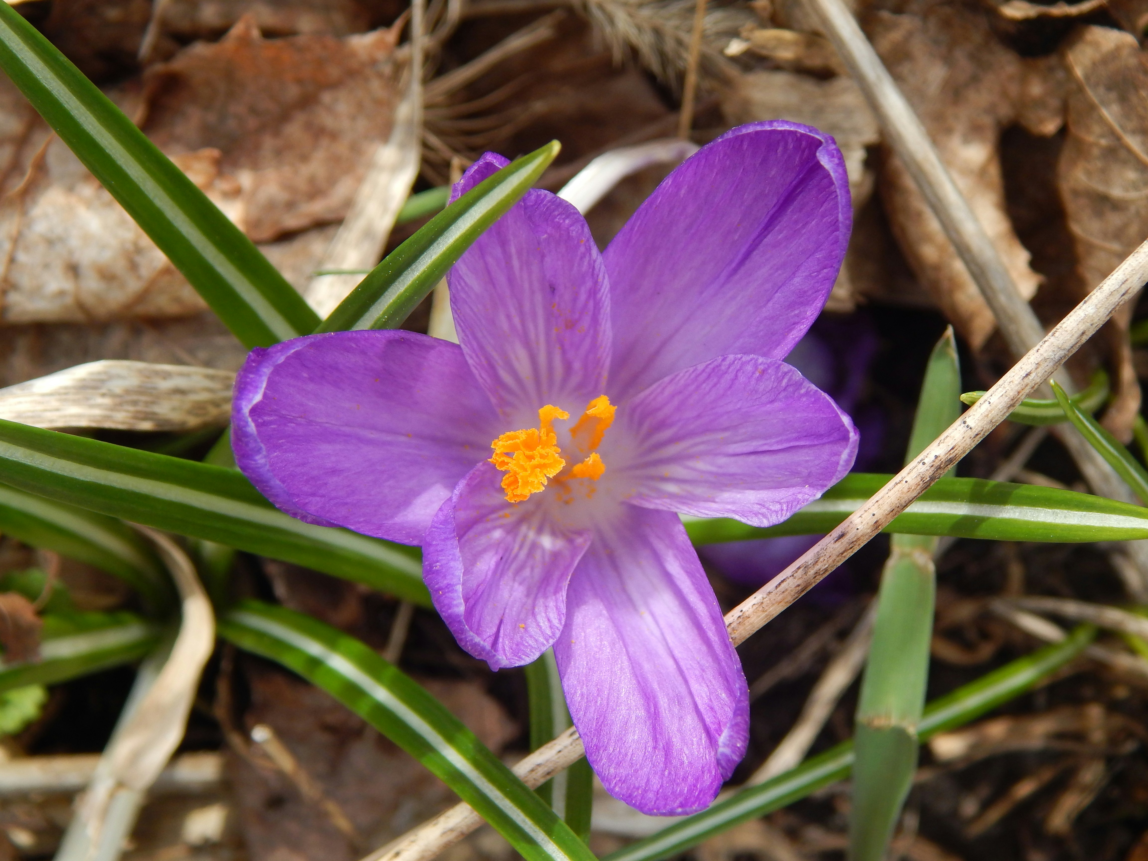 Purple Crocus Emergence Through Winter Debris: A Close-Up of Early Spring Bloom