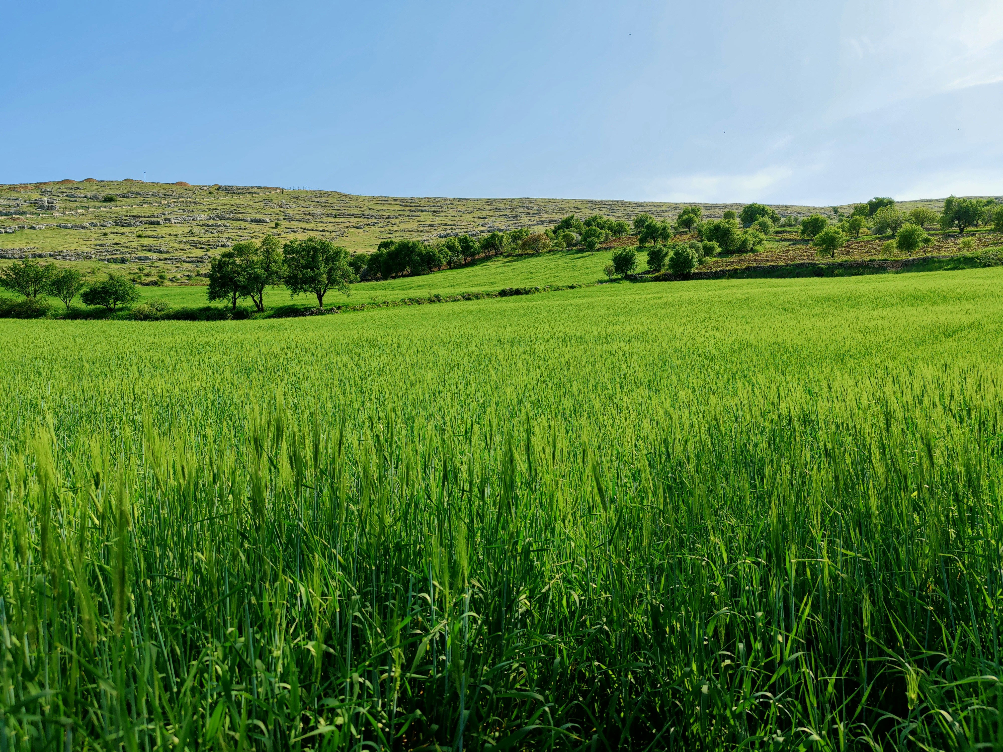 A field of green grass photo – Free Adıyaman Image on Unsplash