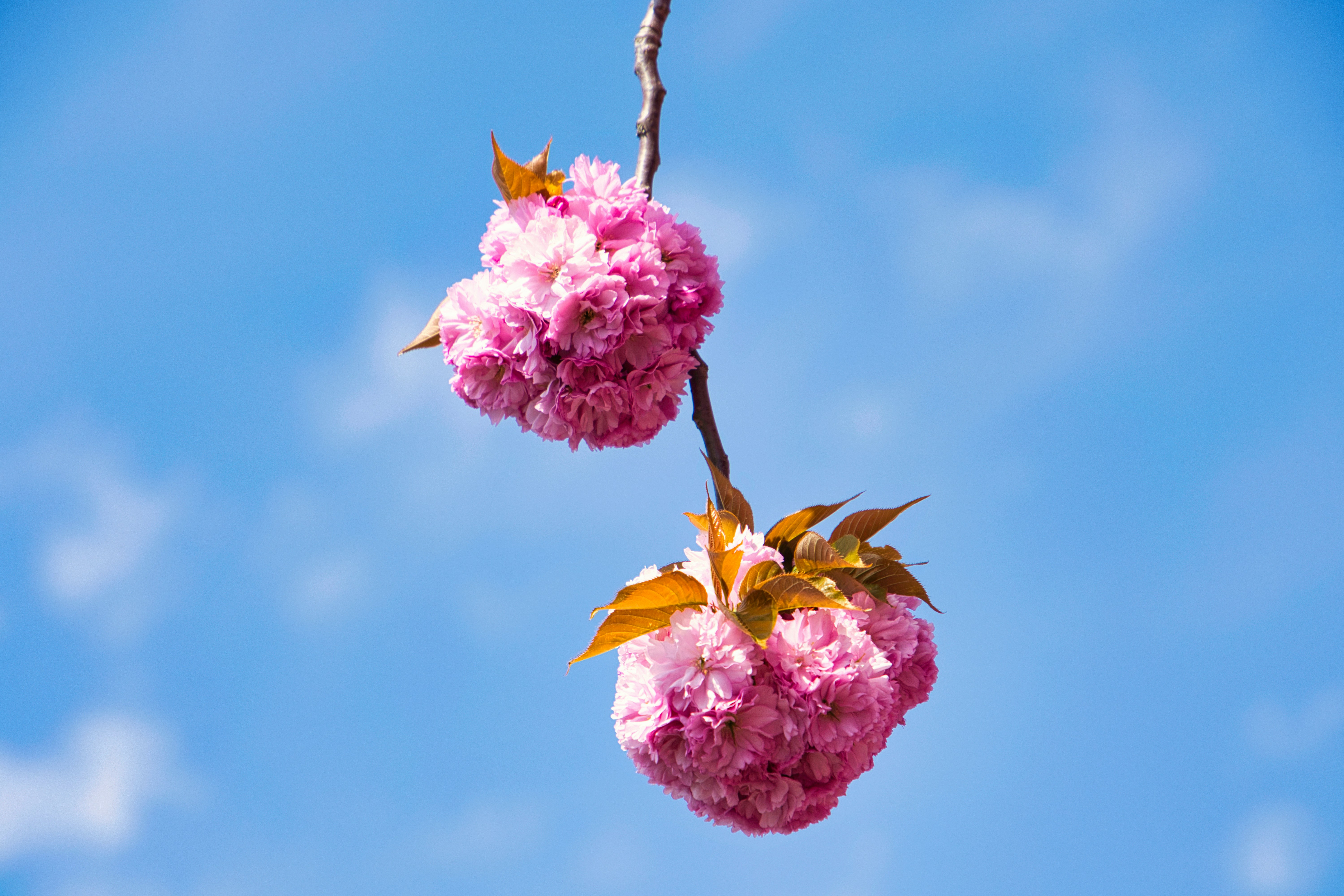 Twin Cherry Blossoms on a Bright Blue Sky