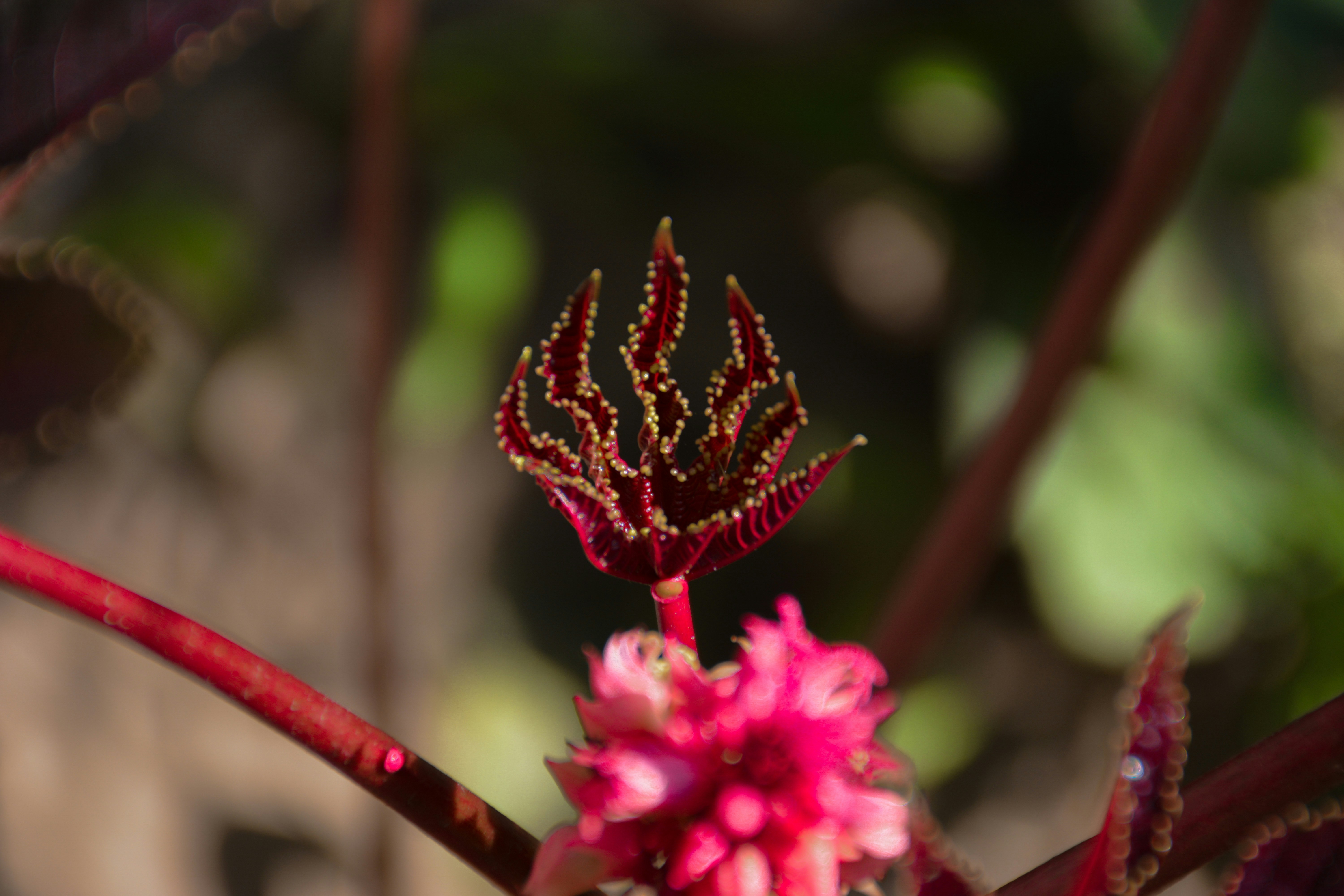 Close-up of a vibrant red flower with delicate, flame-like petals against a blurred green background.
