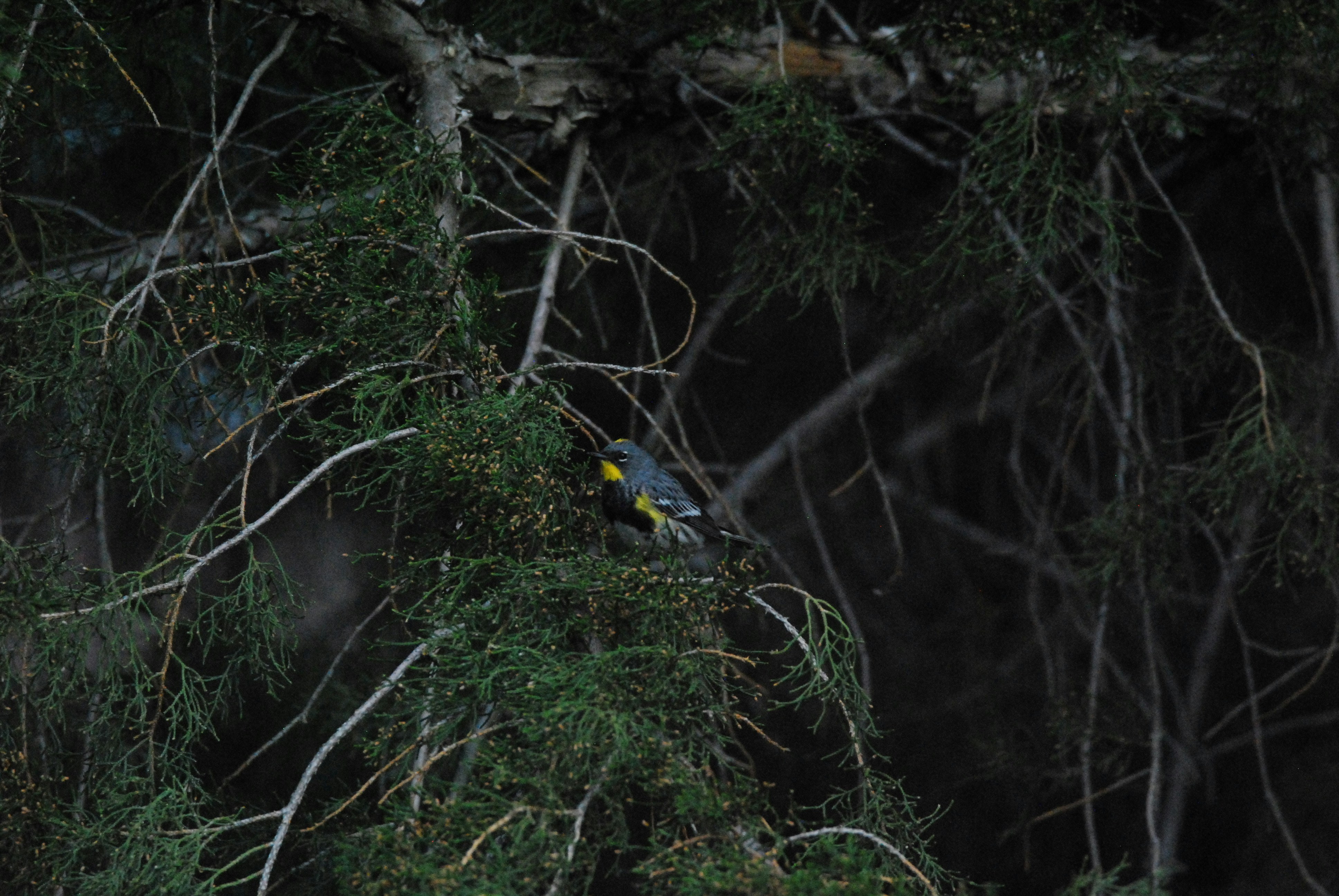 Yellow-Breasted Perch in a Shadowed Canopy