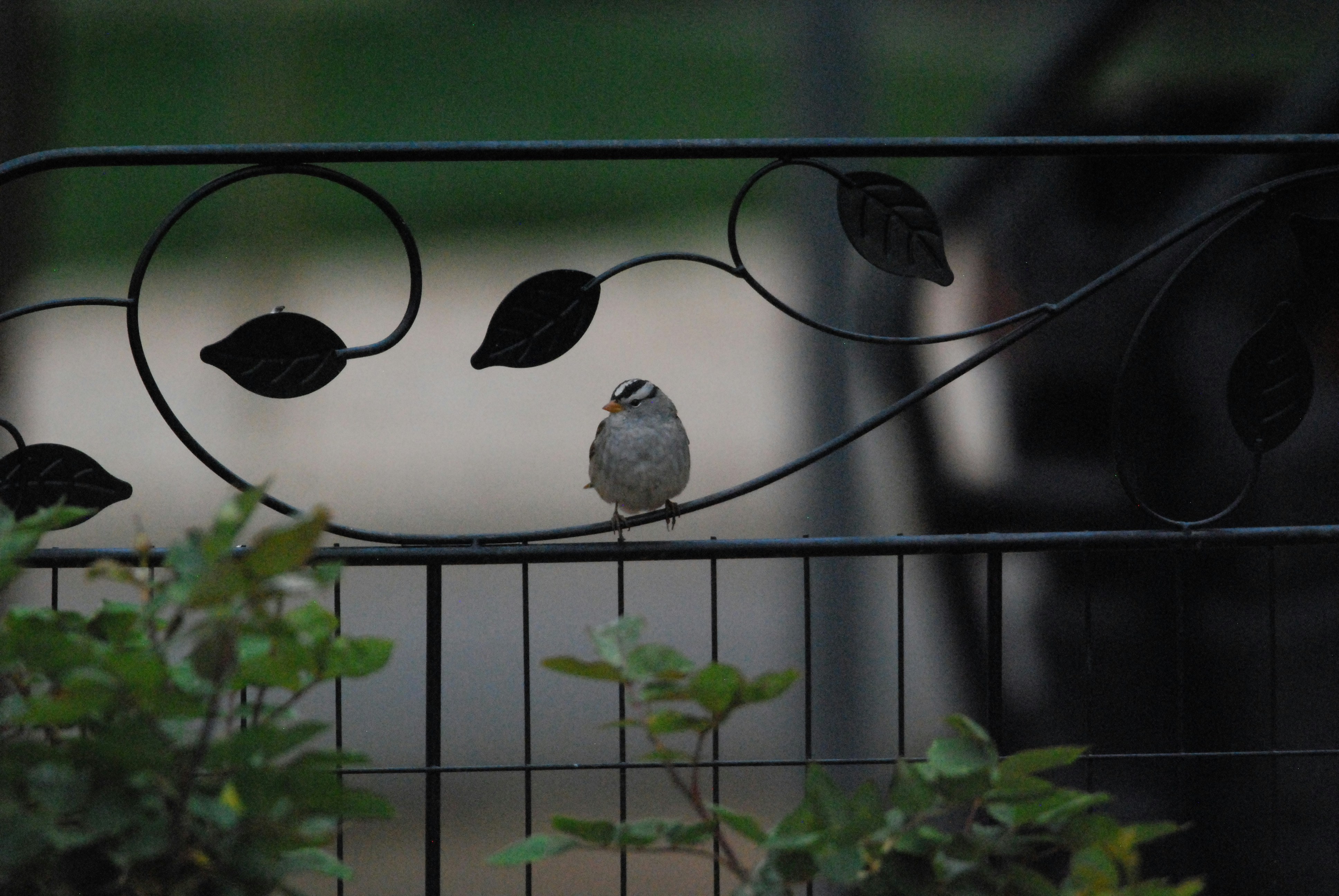 A white-crowned sparrow perched on a decorative garden fence, surrounded by lush greenery.