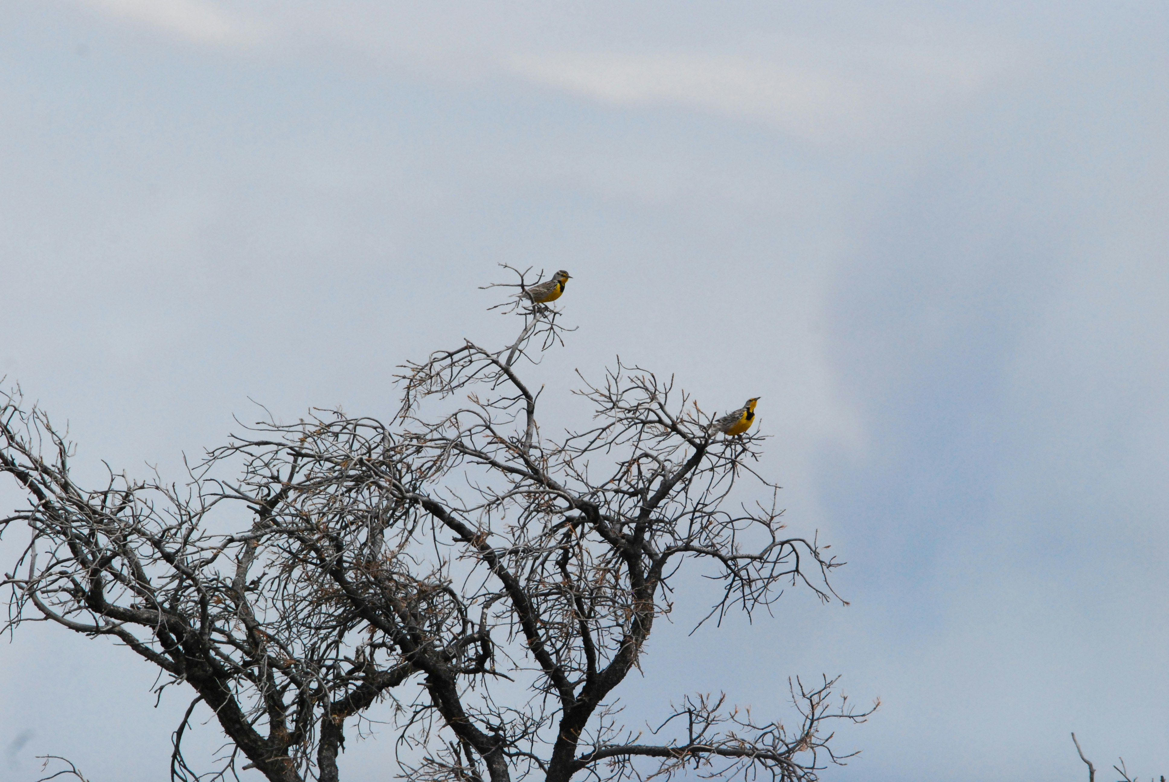 Two vibrant birds perched on a bare tree branch against a cloudy sky, showcasing the beauty of nature's resilience.