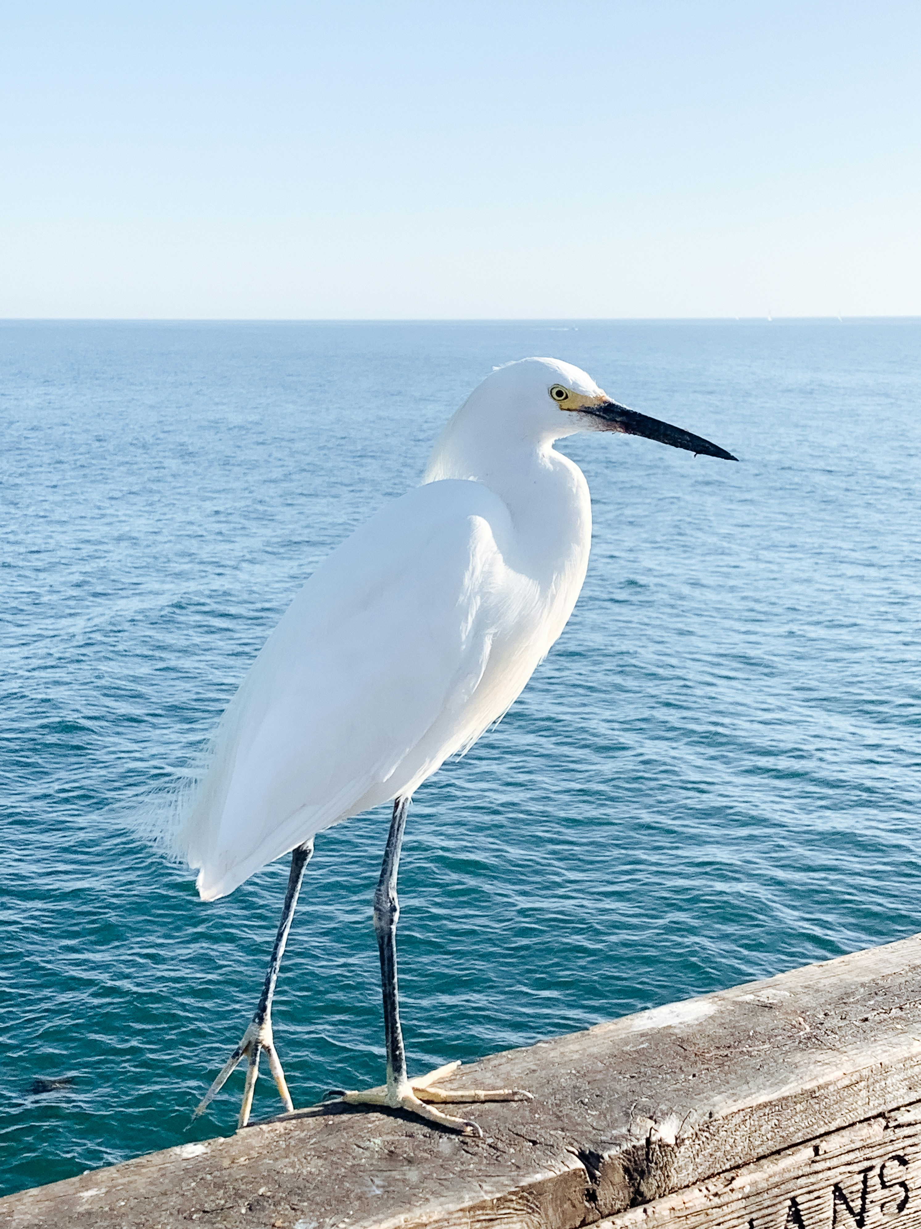 White Bird Pictures | Download Free Images on Unsplash