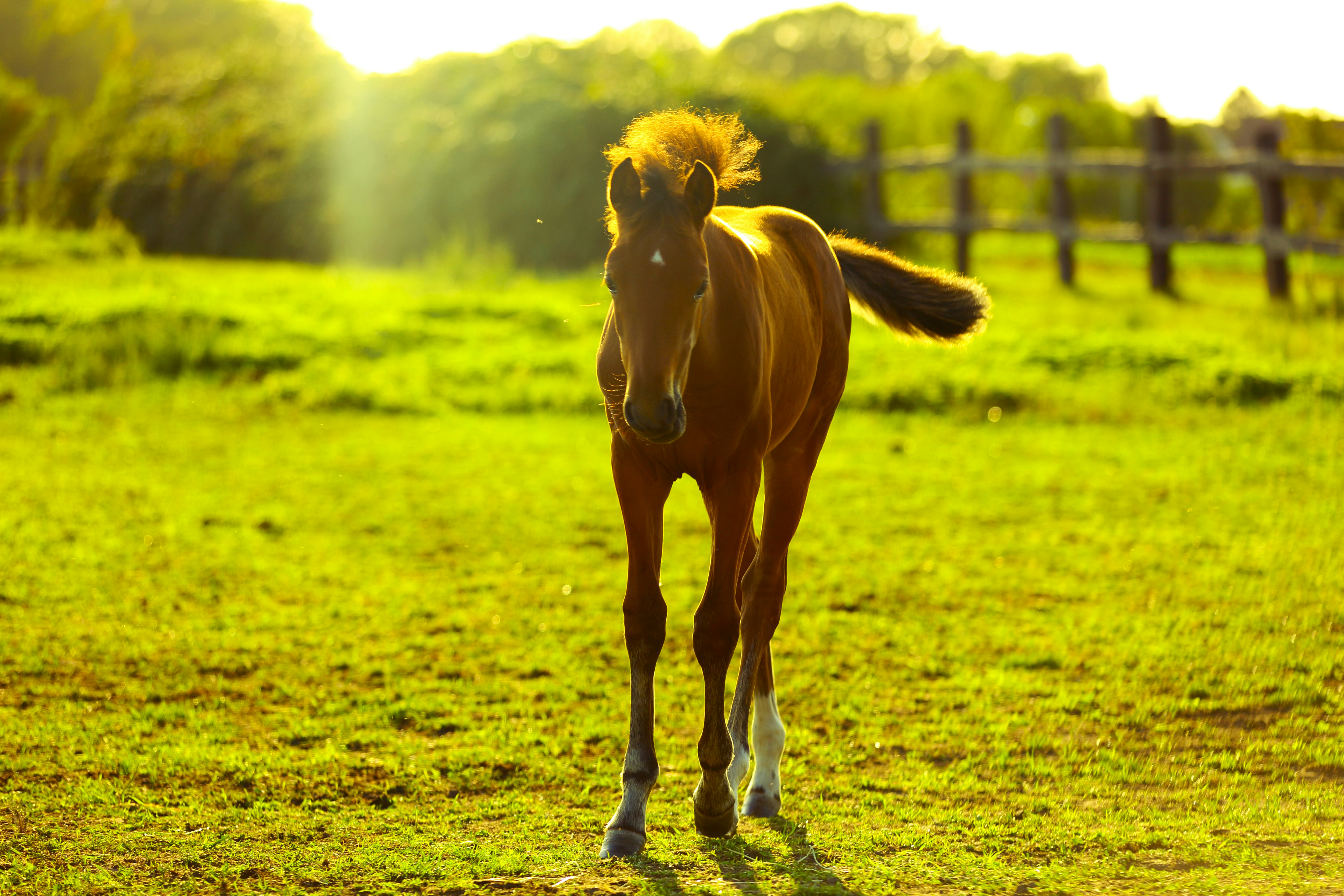 Golden Hour Gallop: A Horse Traverses a Sunlit Pasture