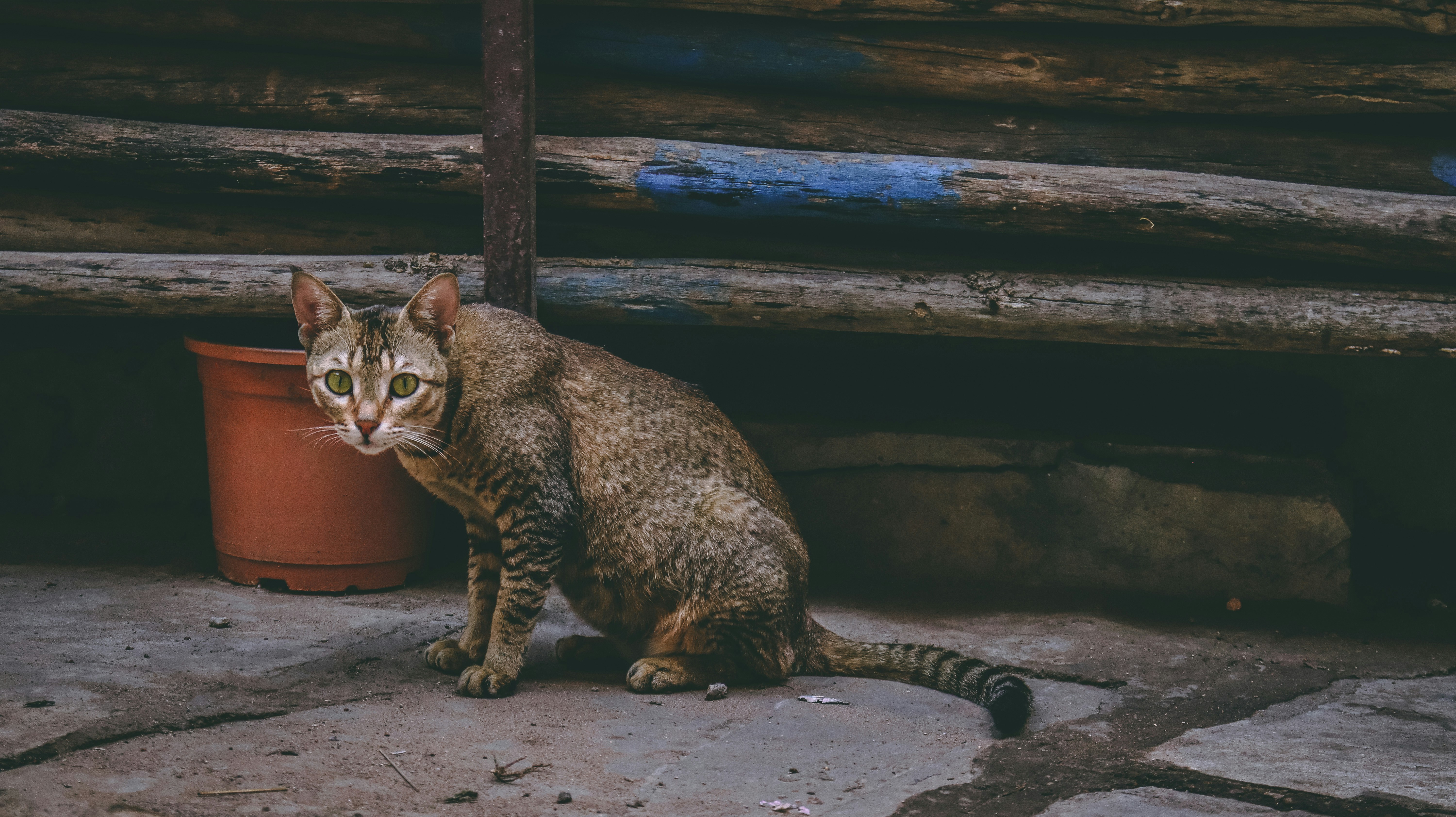 Green-Eyed Cat Paused by a Weathered Porch and Terracotta Pot