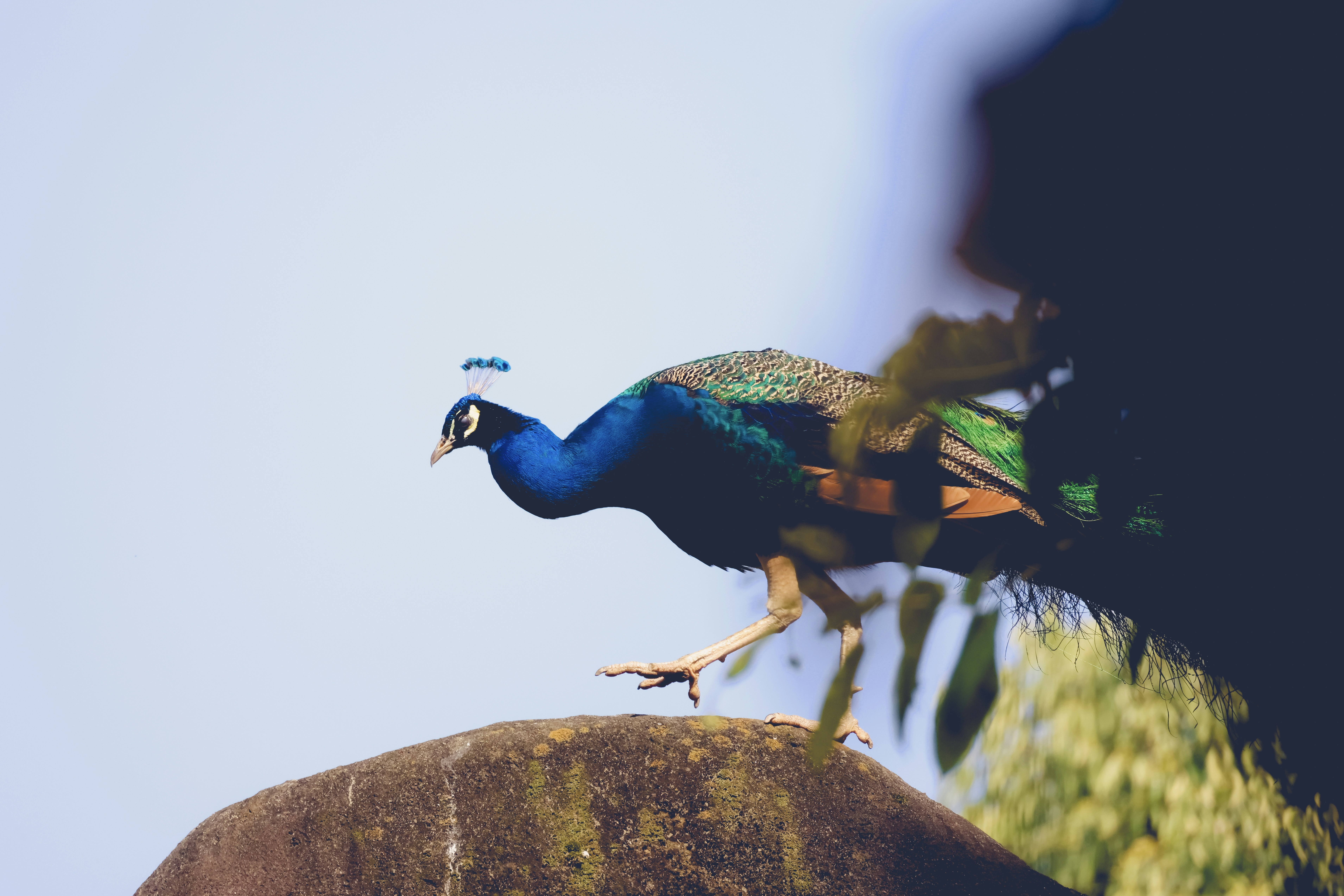 Cobalt Crown on Granite: a peacock mid-step on sunlit stone
