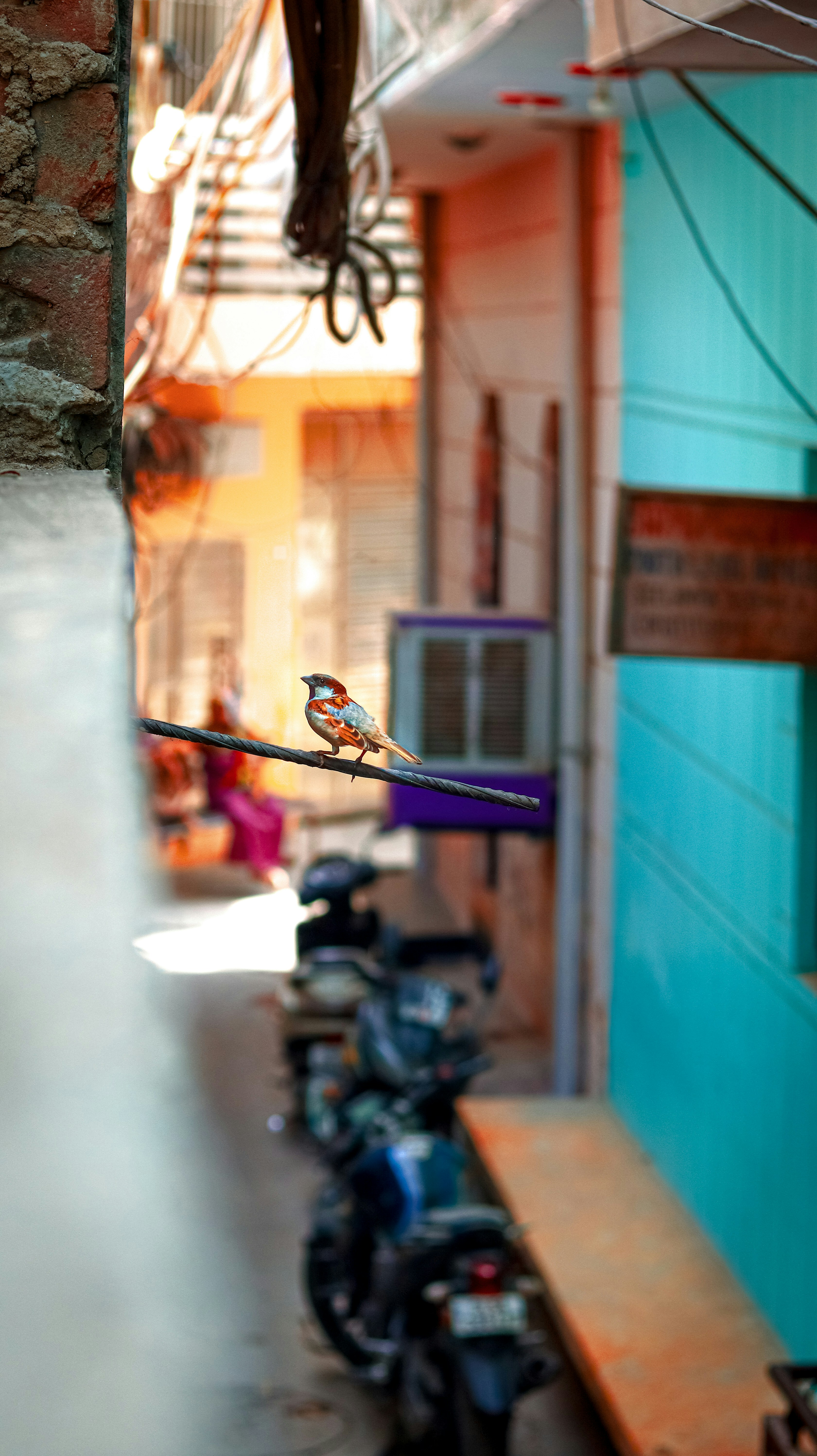 Alley Bird on a Narrow Beam Amid Colorful Urban Glow