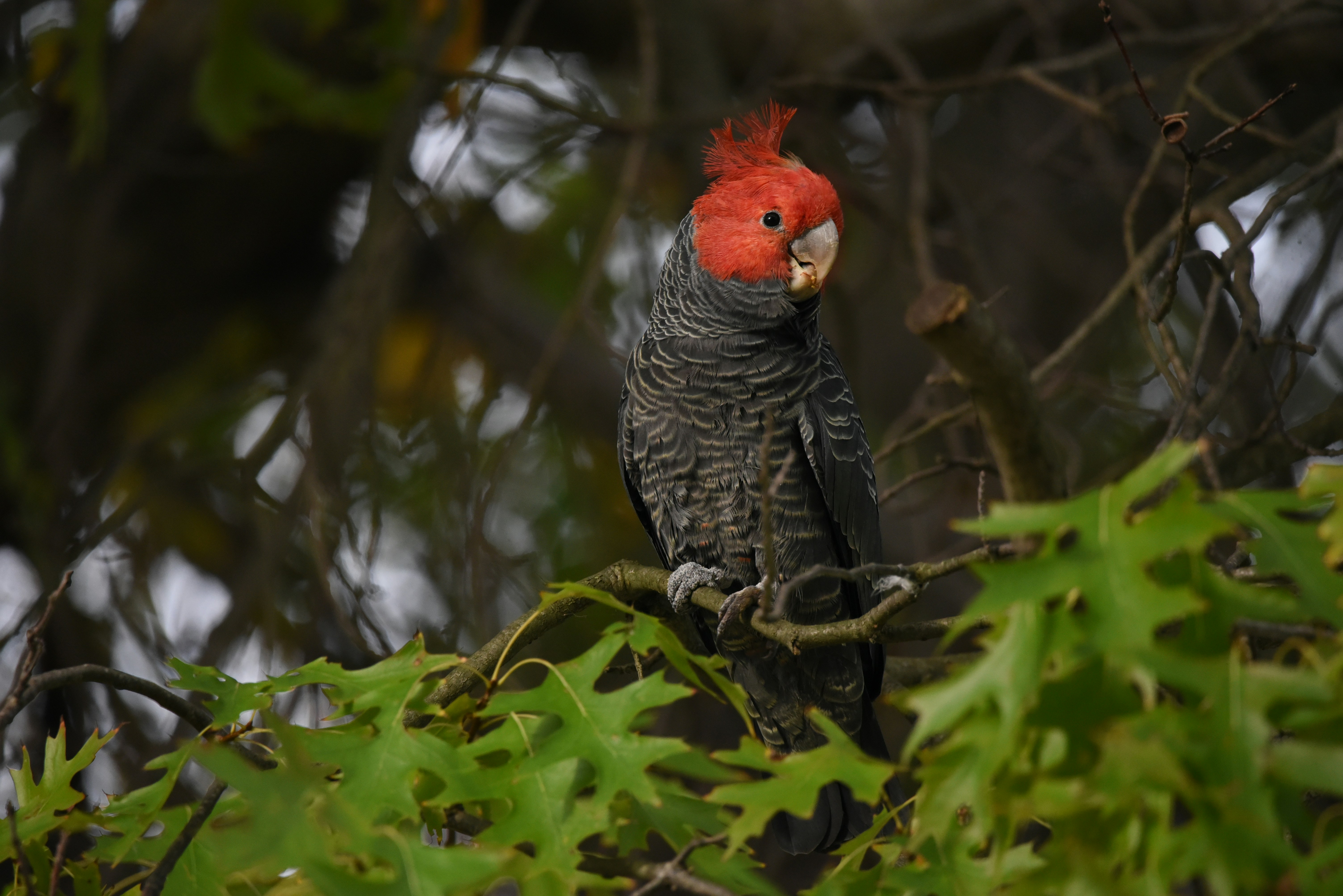 Photogenic male Gang-gang cockatoo feeding in a Pin Oak tree.