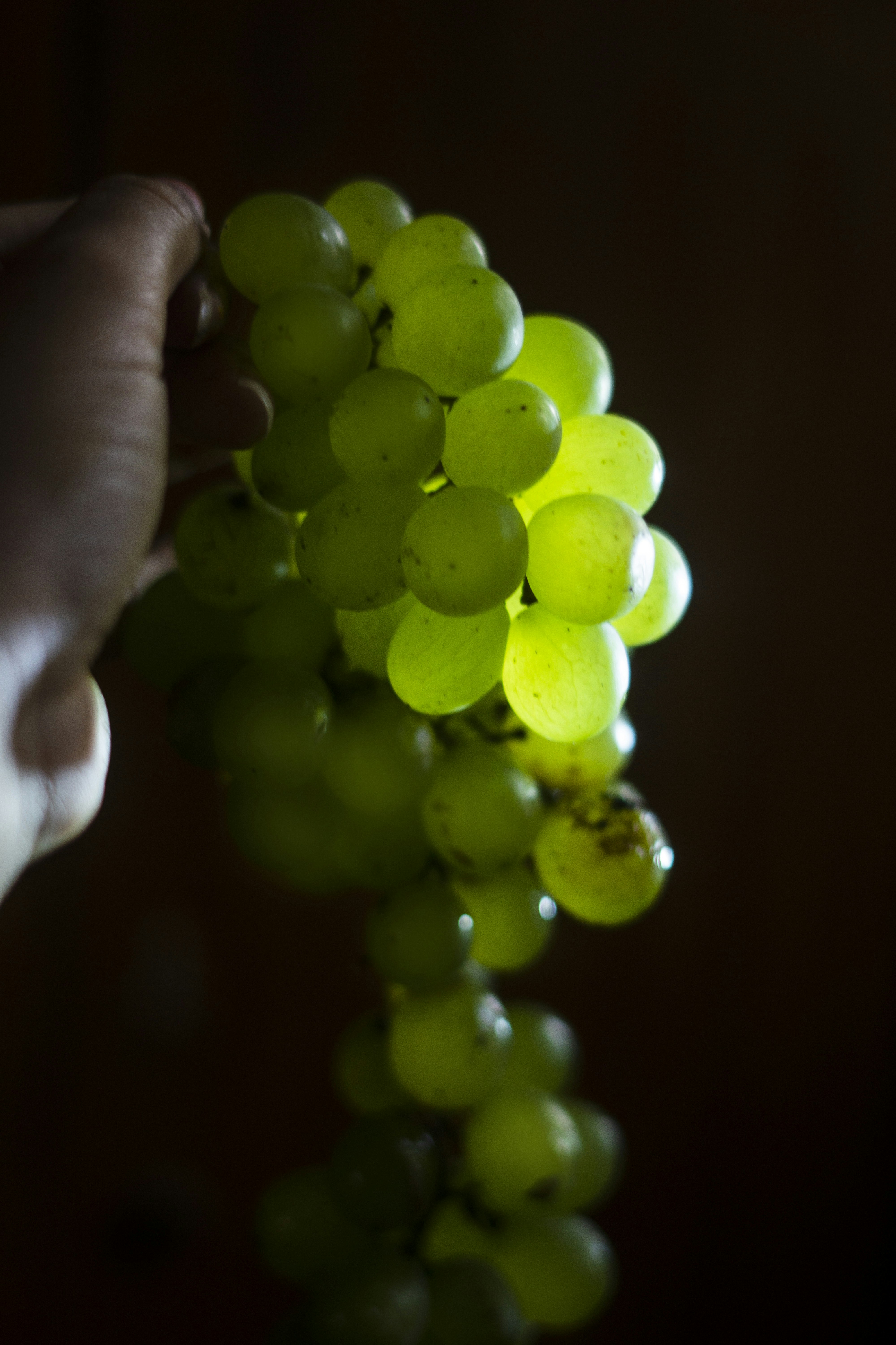 A hand holding a cluster of translucent green grapes illuminated by soft light against a dark backdrop.