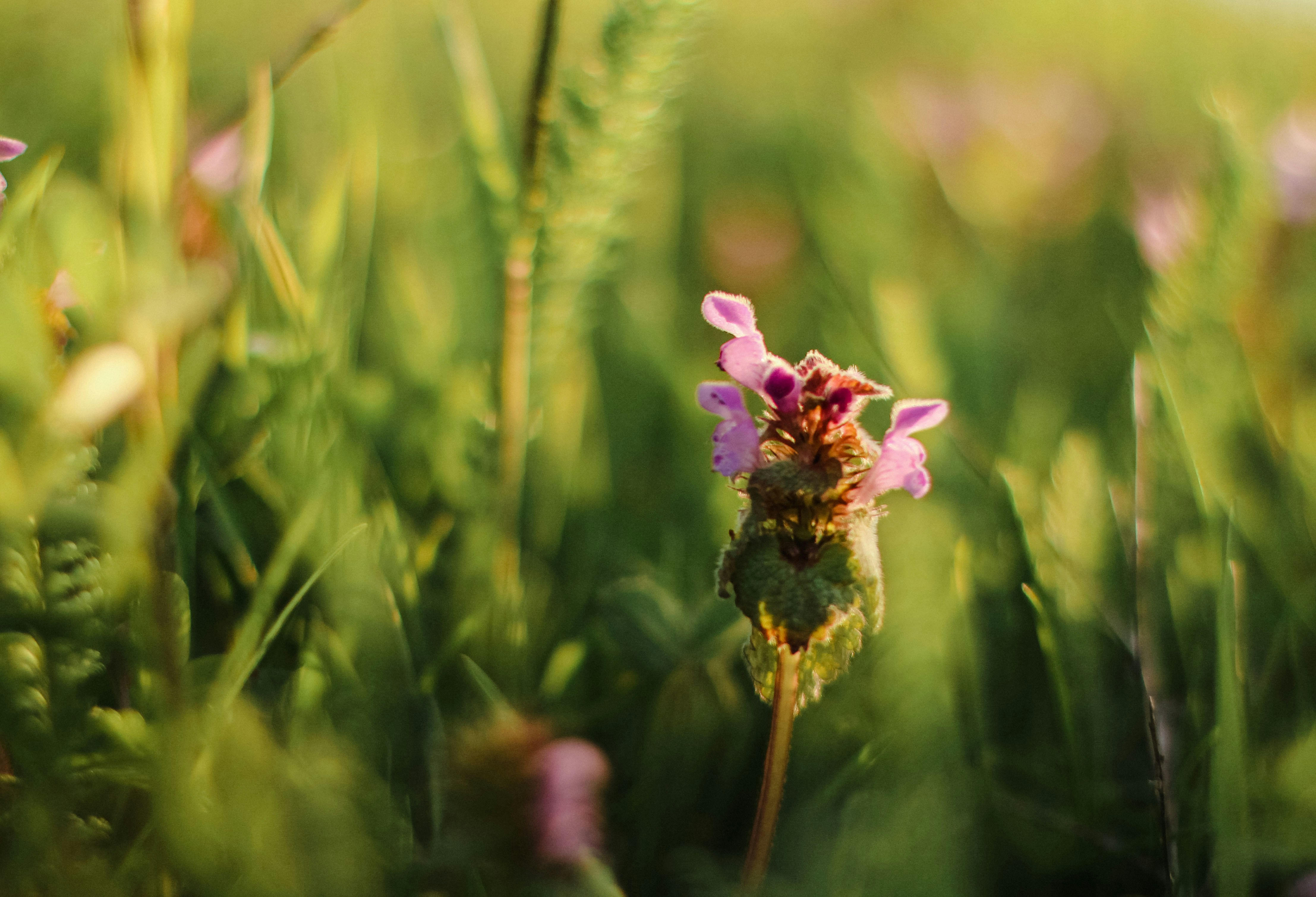 A close up of a flower photo – Free Atmospheric Image on Unsplash