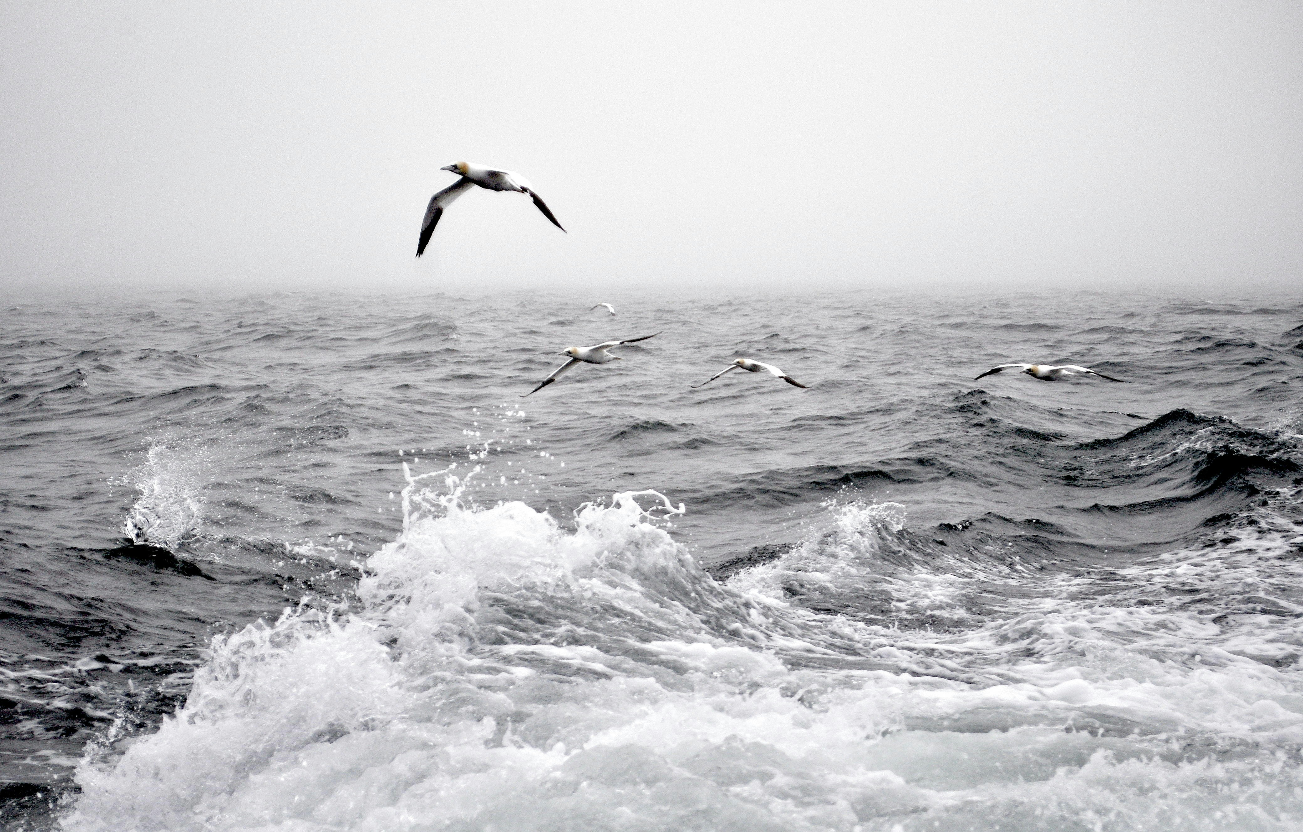 Seabirds gliding gracefully over turbulent ocean waters, surrounded by a misty atmosphere.