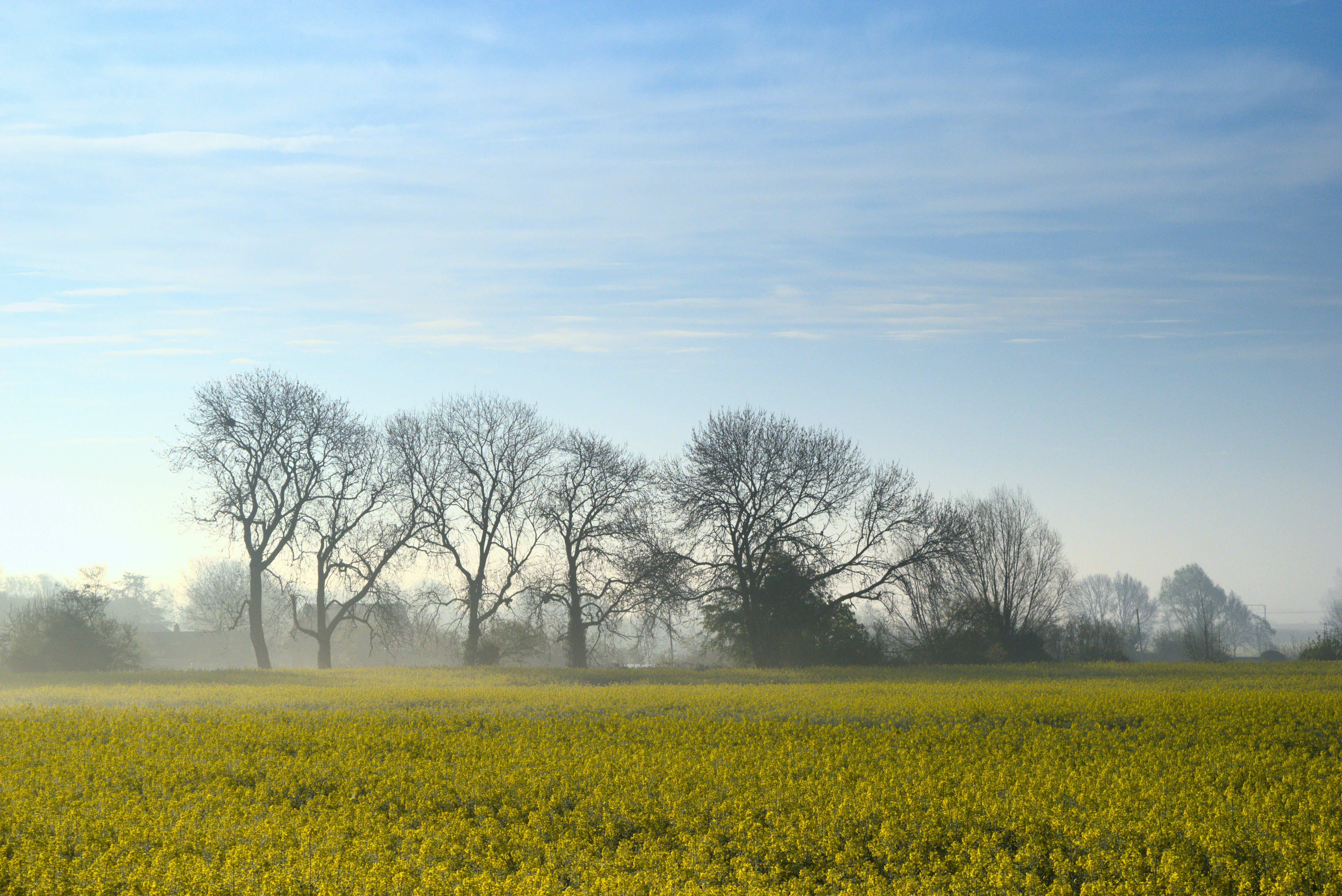 A serene landscape featuring a vibrant yellow field under a soft morning mist, with silhouetted trees in the background. The scene evokes tranquility and the beauty of nature.