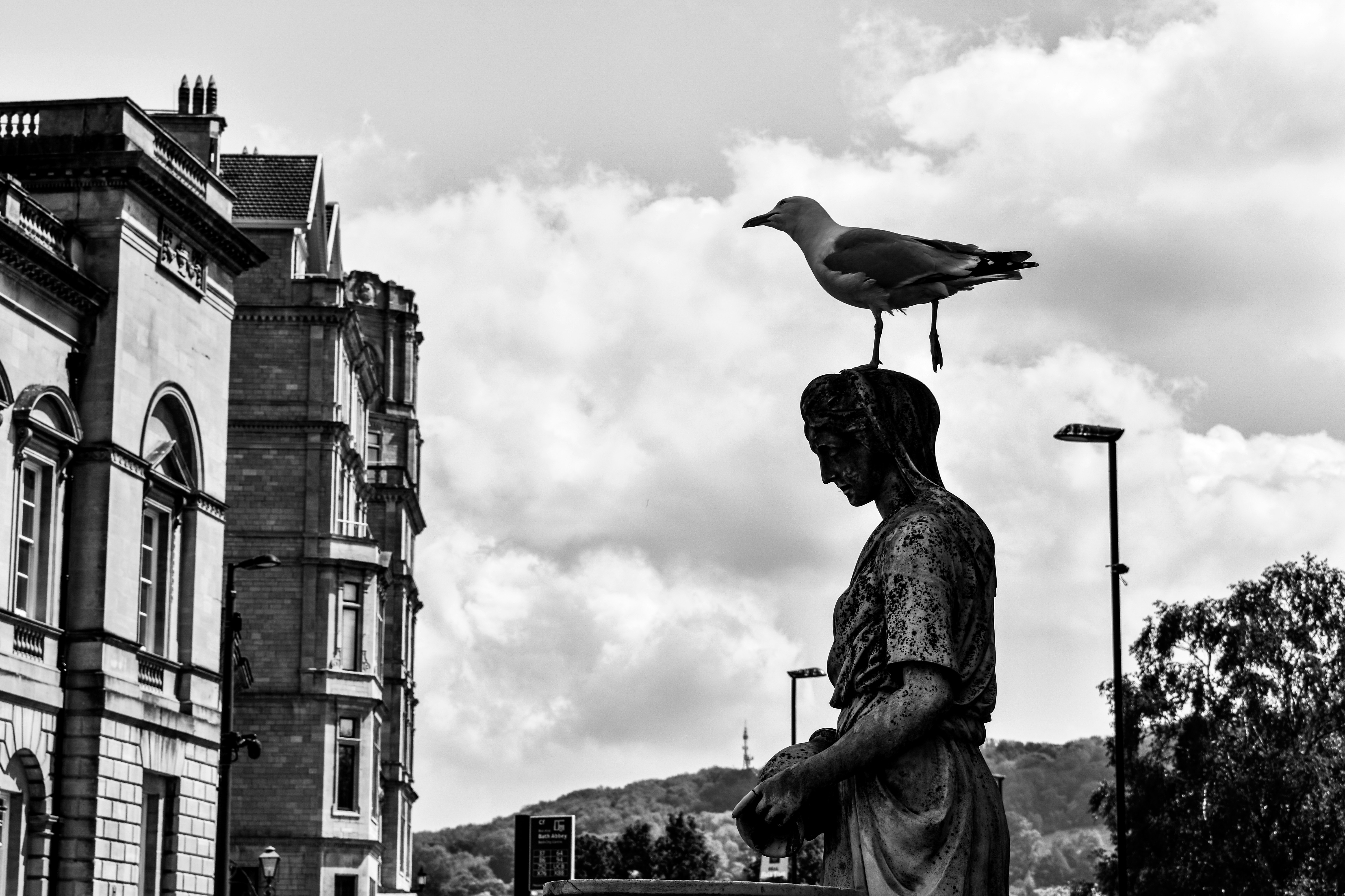 Seabird Sentinel over the Silent Statue