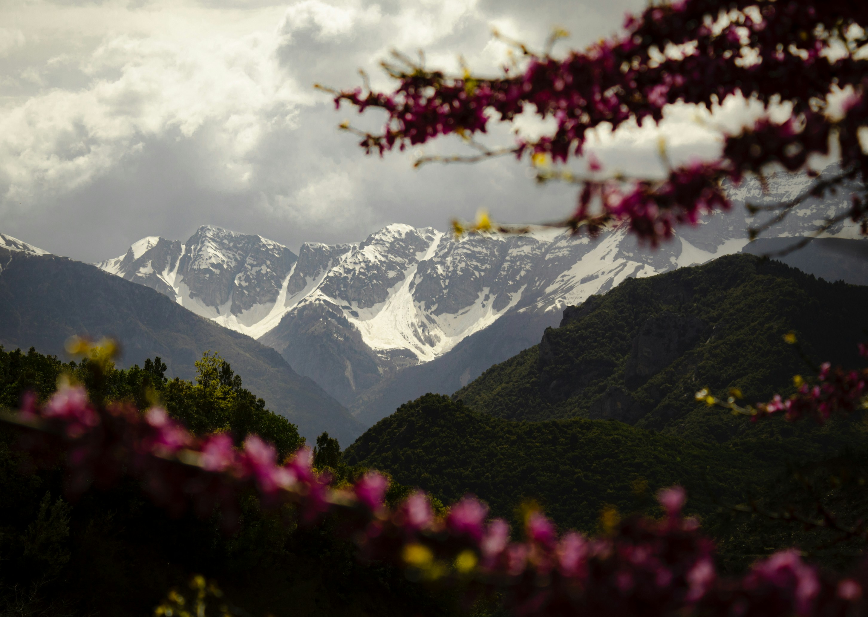 Snow-kissed Peaks Framed by Blossom Borders
