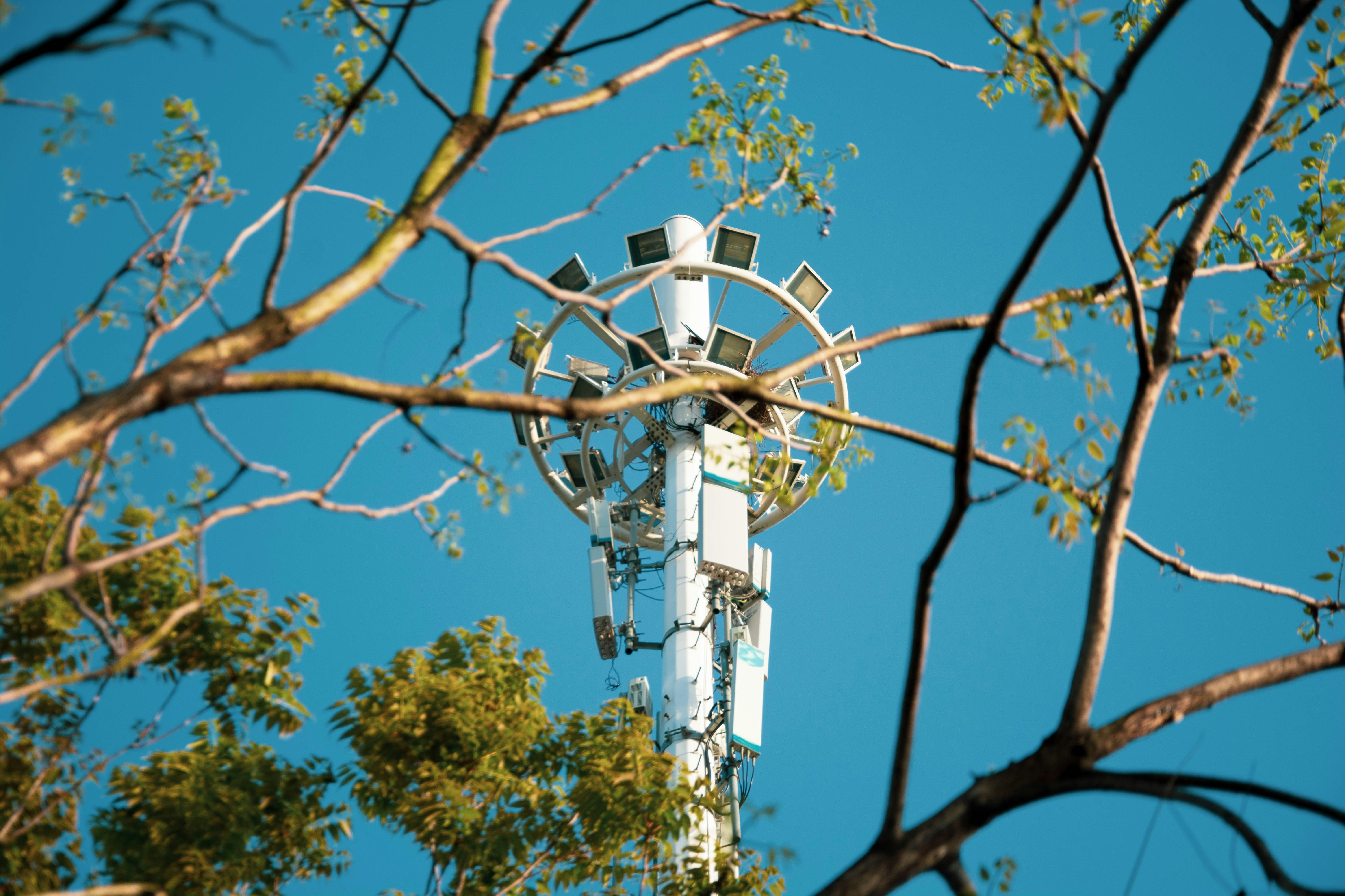 Ringed Sentinel: A Circular Antenna Crowned by Branches Under a Clear Blue Sky