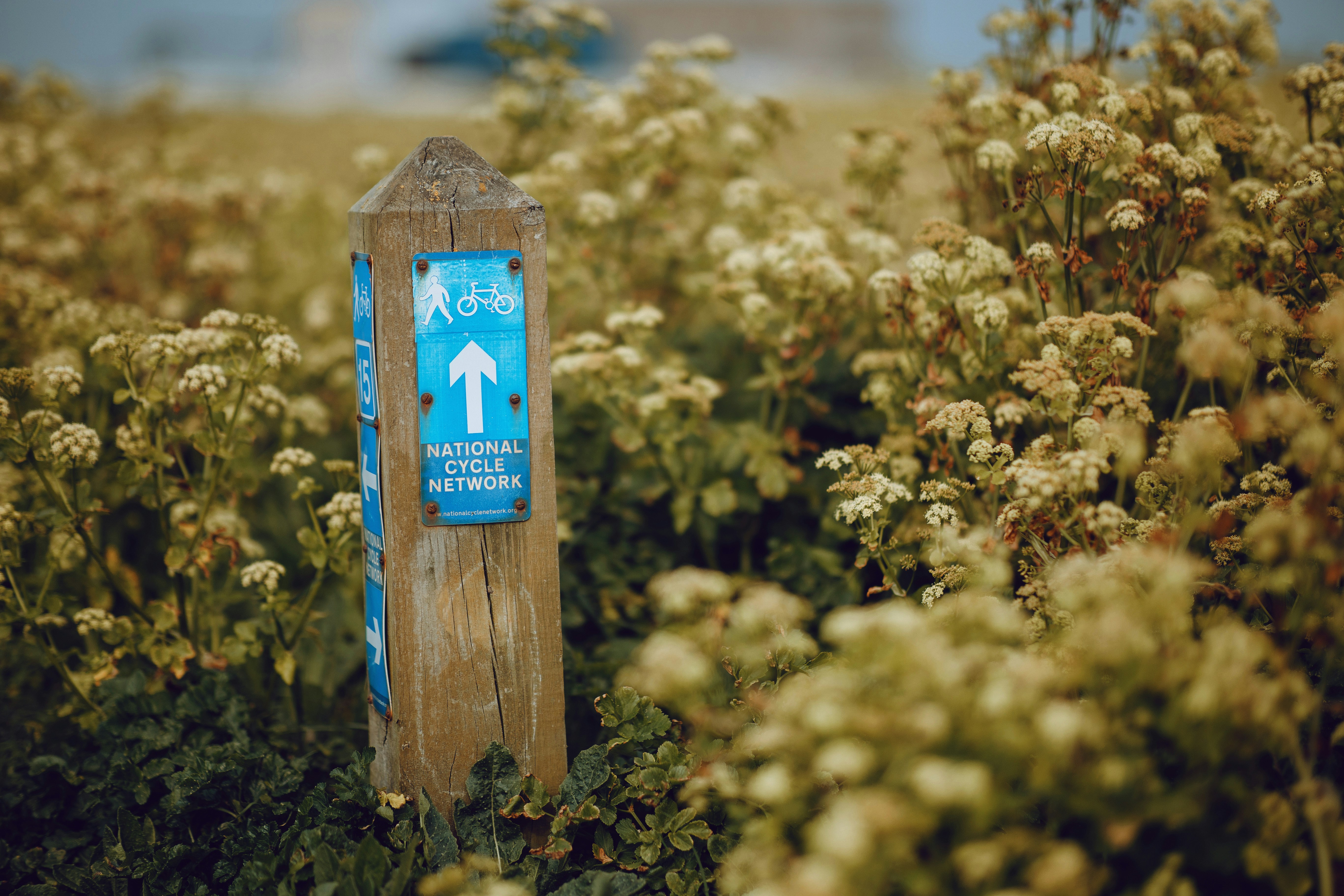 Wooden signpost indicating direction for the National Cycle Network amidst a field of wildflowers.