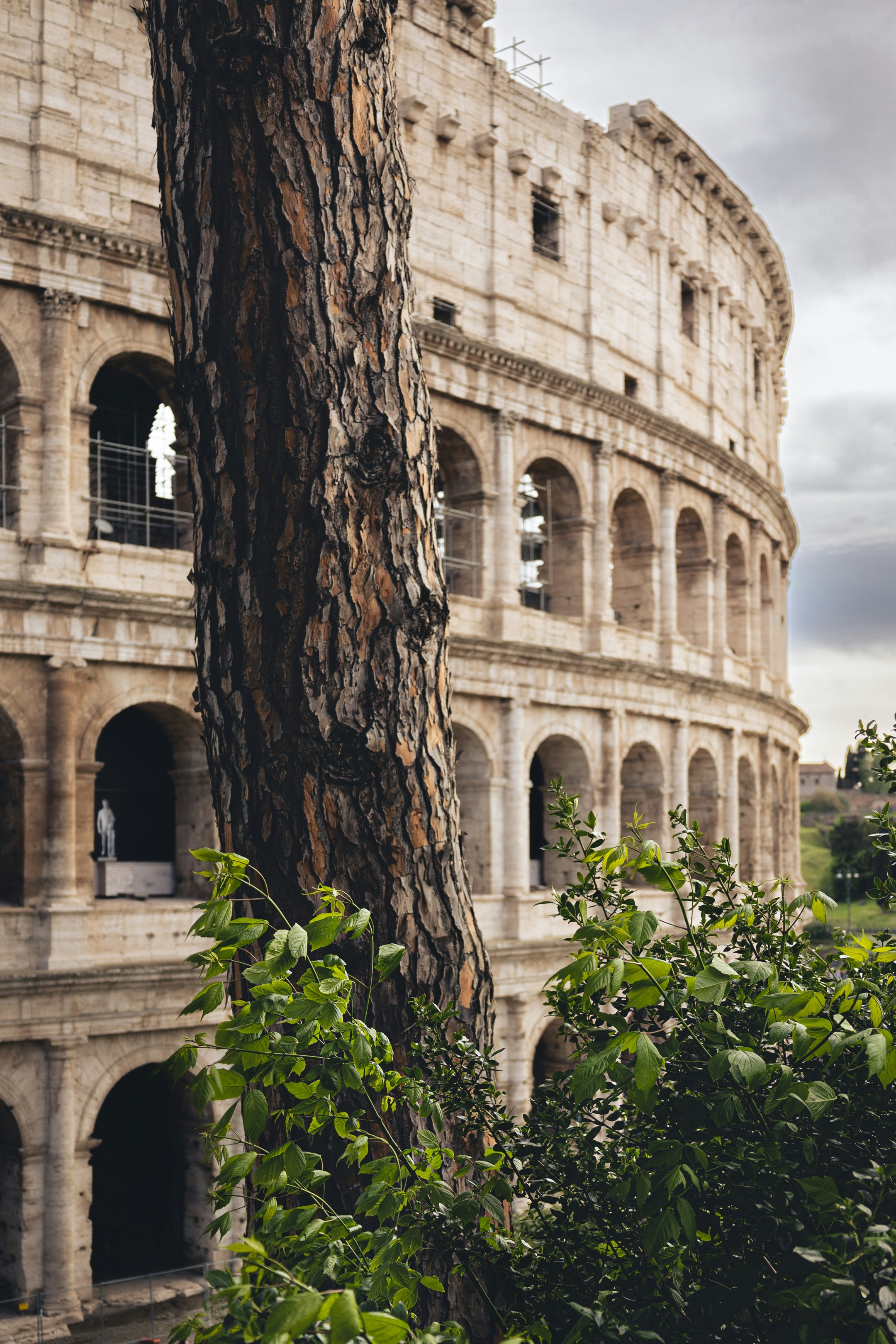 The Colosseum framed by a towering tree, showcasing the juxtaposition of nature and ancient architecture. Lush greenery contrasts with the historic stone structure.