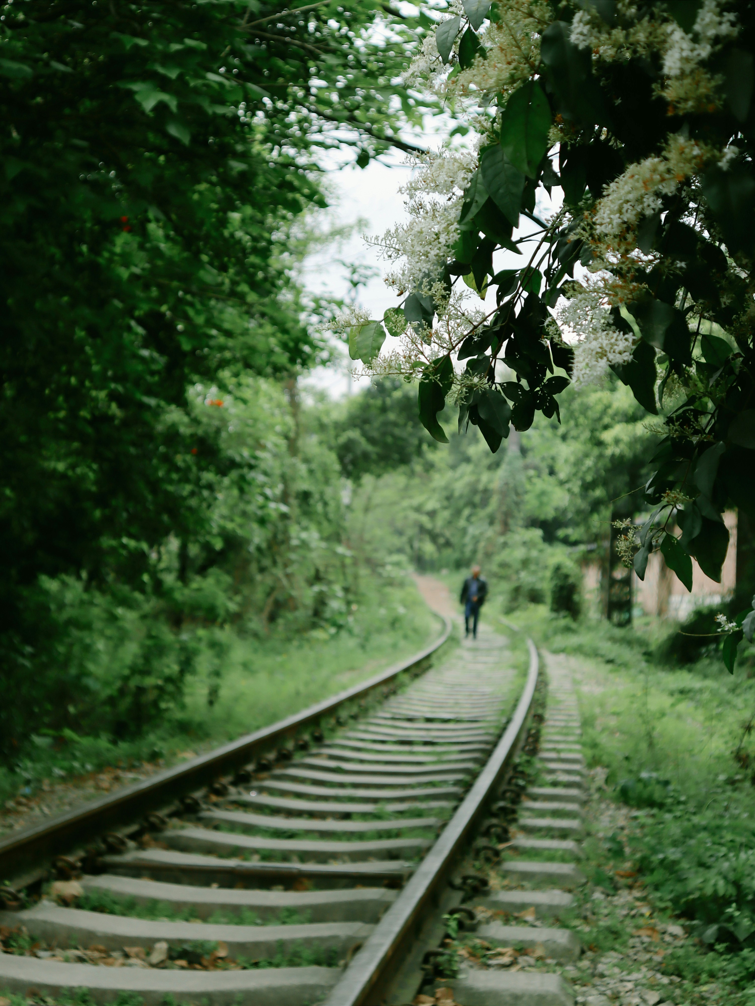 A person walking on a path in a forest photo – Free Grey Image on Unsplash