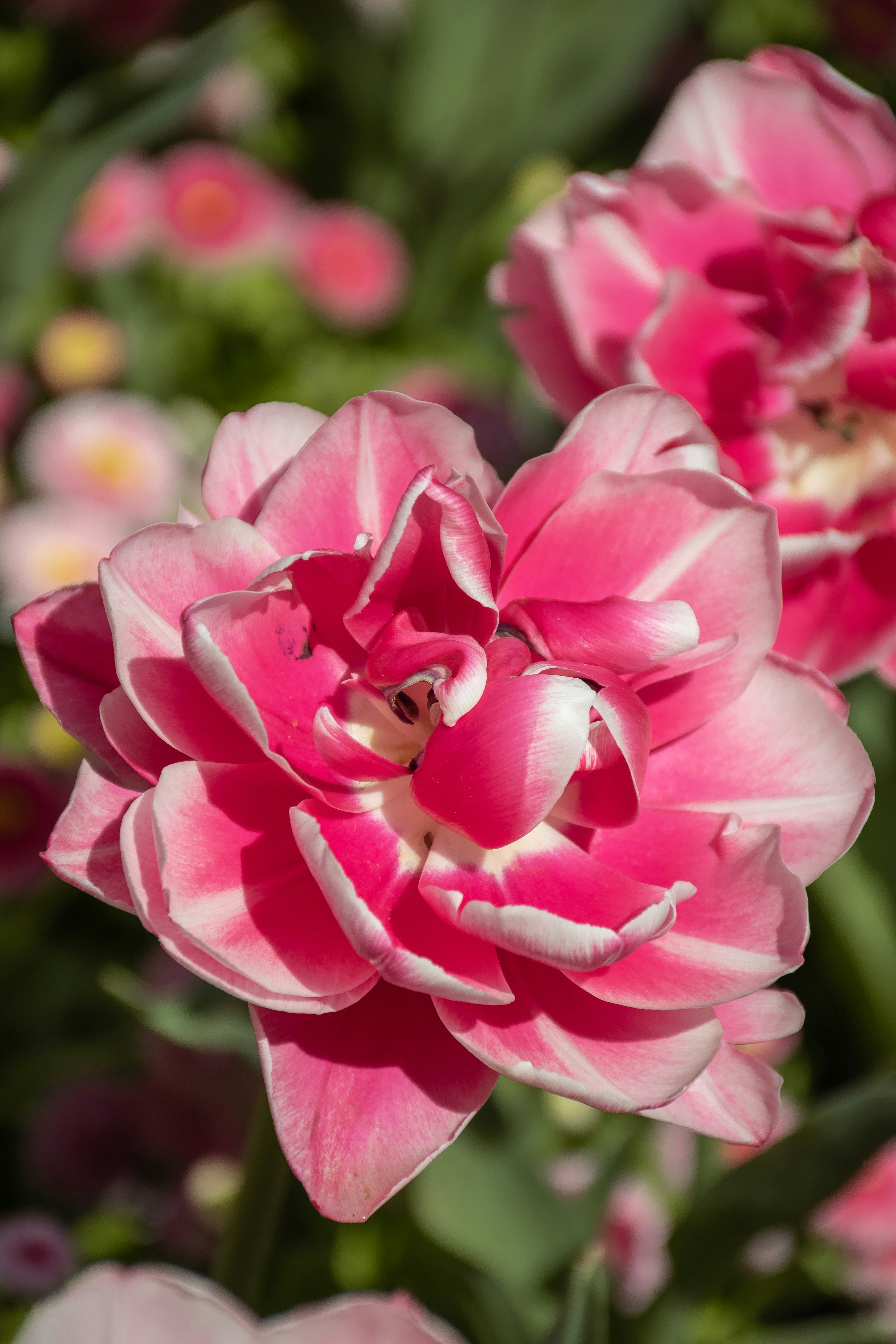 Cream-edged Pink Tulip in Sharp Focus, Sunlit Close-Up