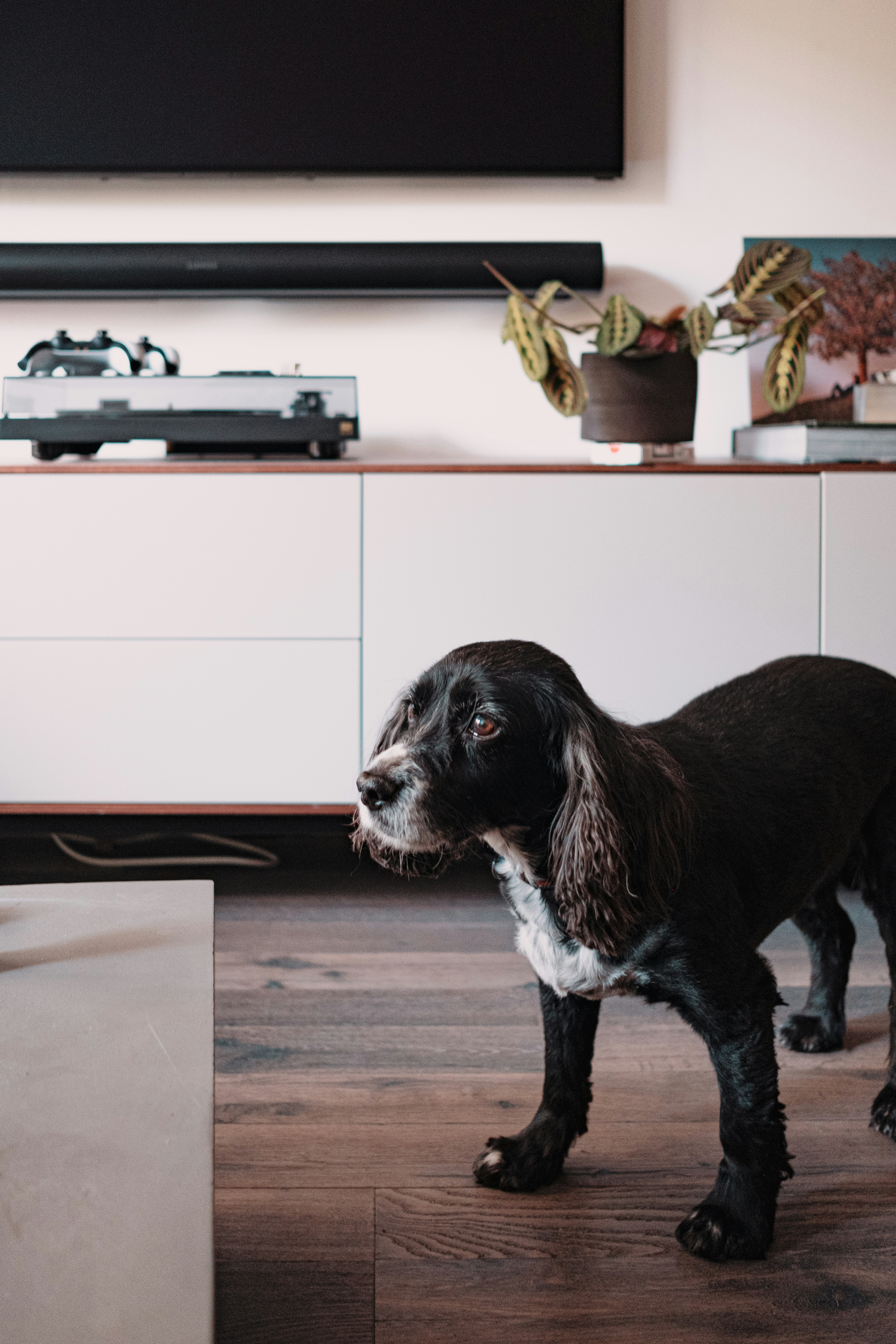 Nearing the Next Room: A Cocker Spaniel in a Quiet Living Space