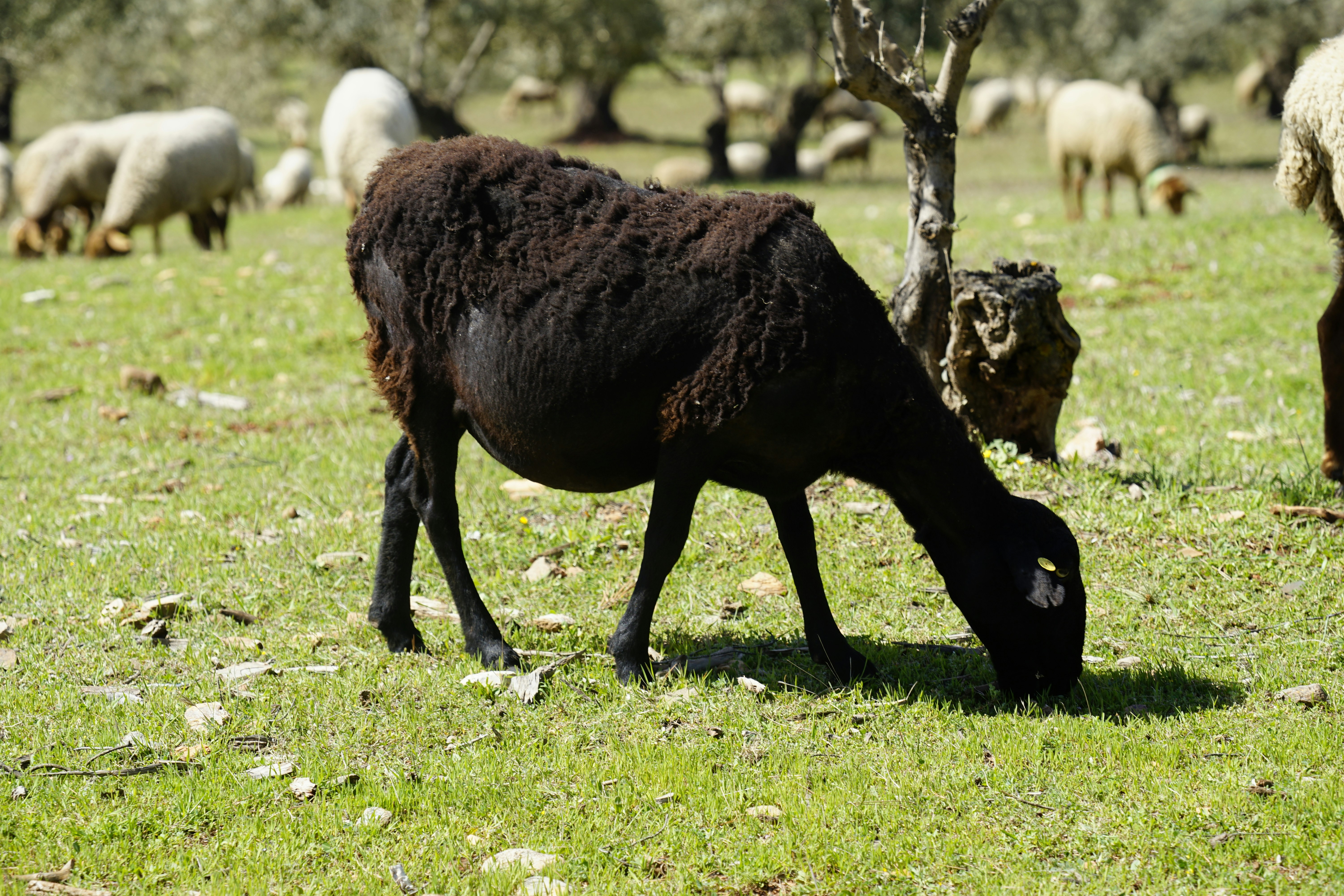 A sheep grazing in a field photo – Free Nature Image on Unsplash