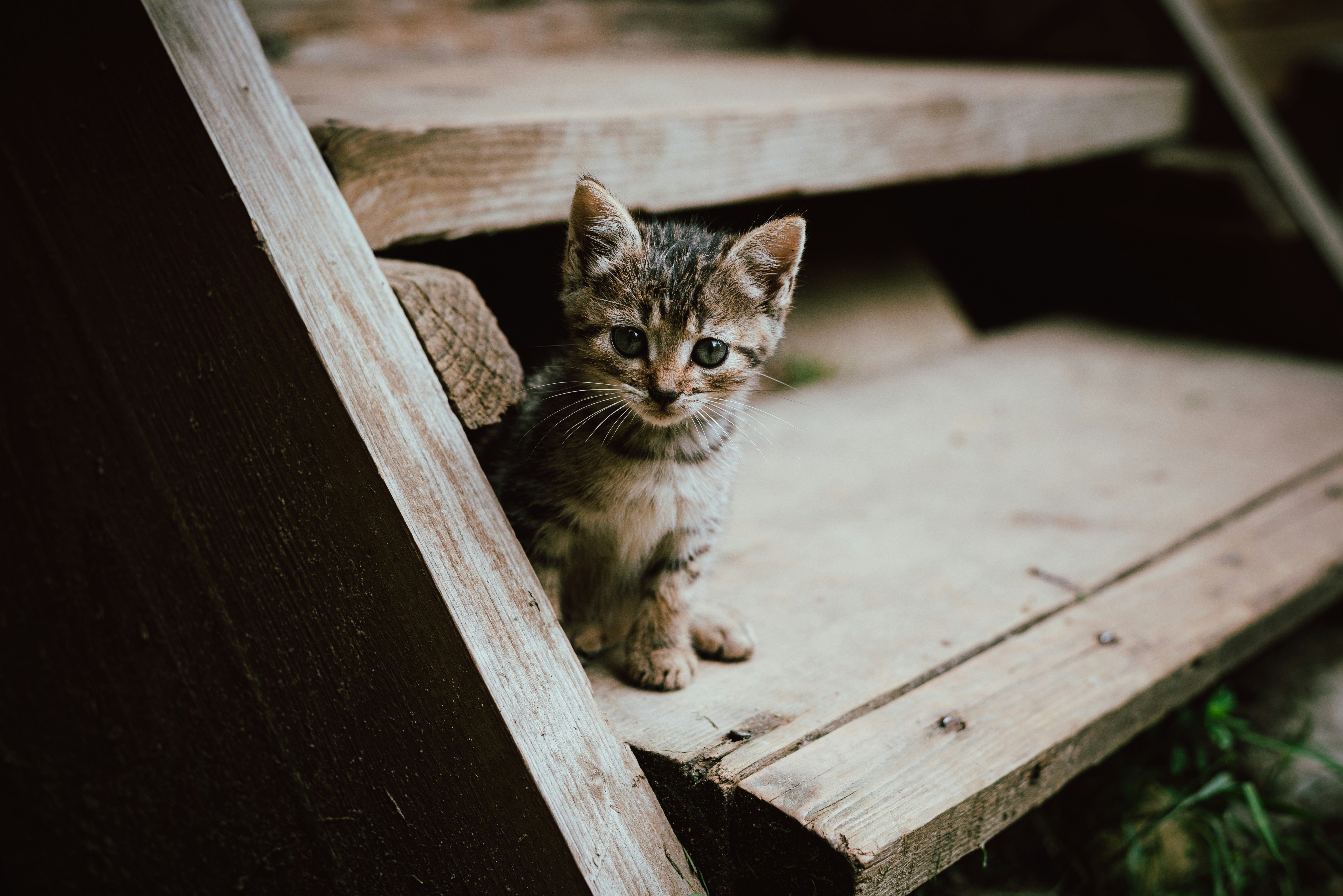 A playful kitten peeks out from behind wooden steps, its curious gaze exploring the surroundings.